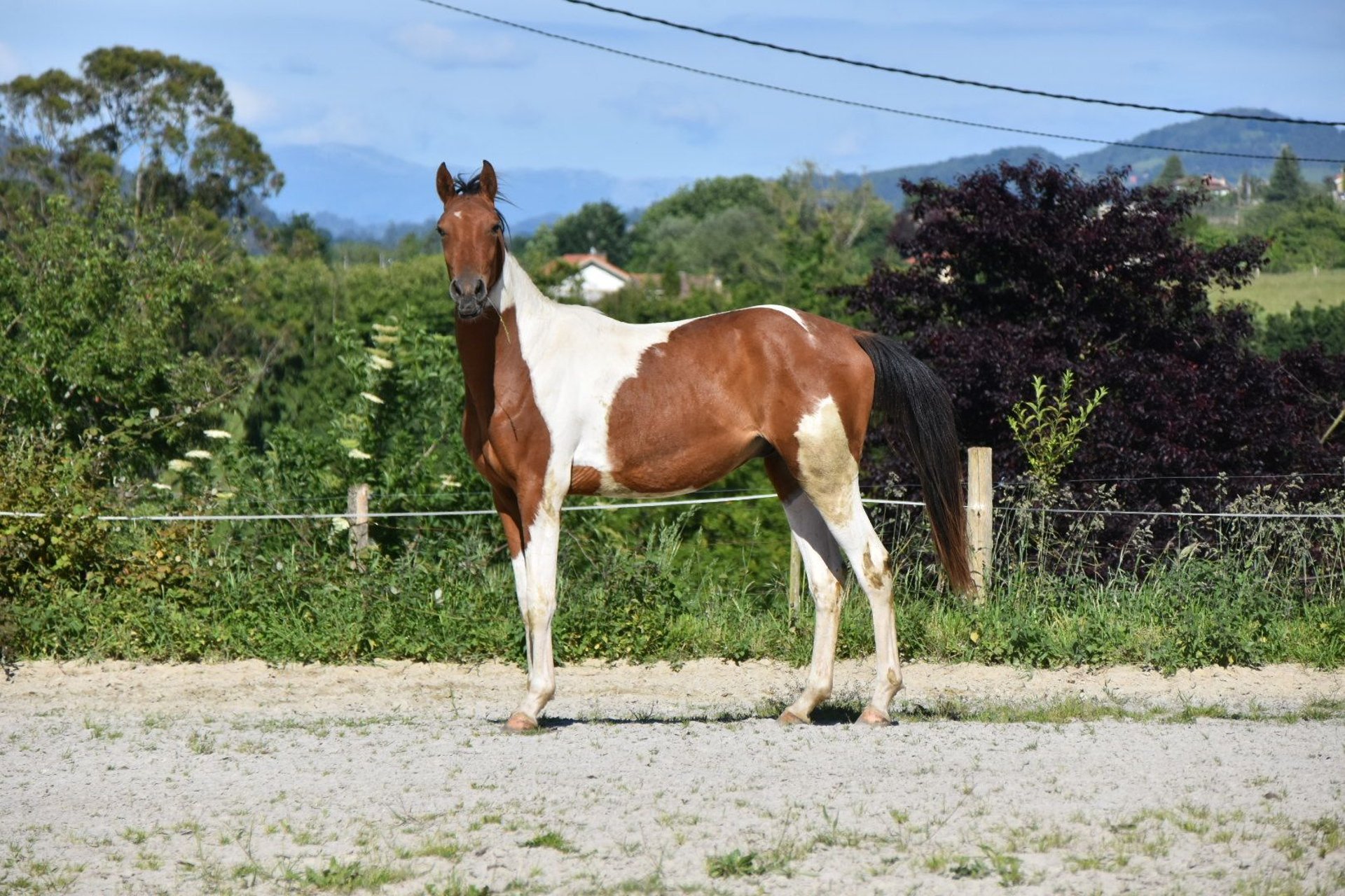 Anglo-Arabo Wallach 2 Jahre 155 cm Tobiano-alle-Farben in Llanuces