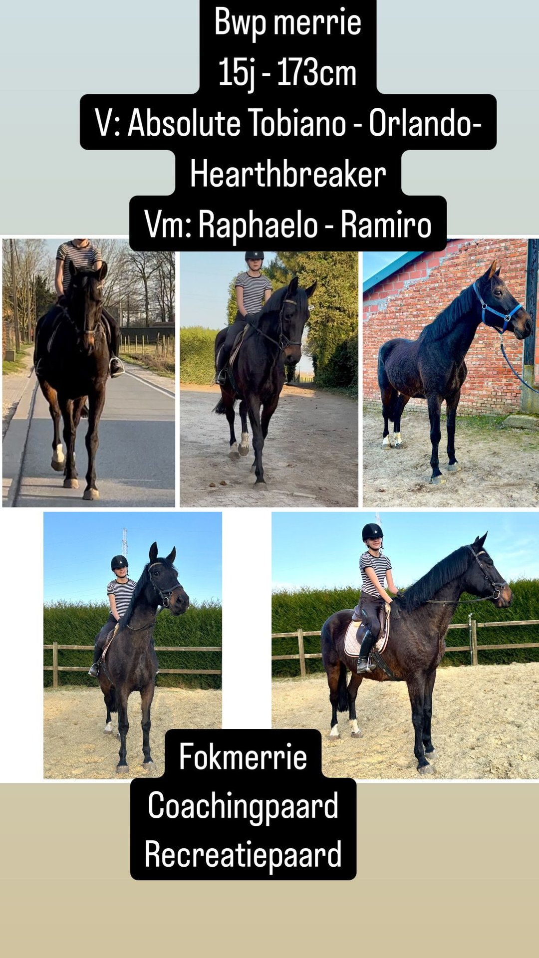 Belgisches Warmblut Stute 16 Jahre 170 cm Schwarzbrauner in Bornem