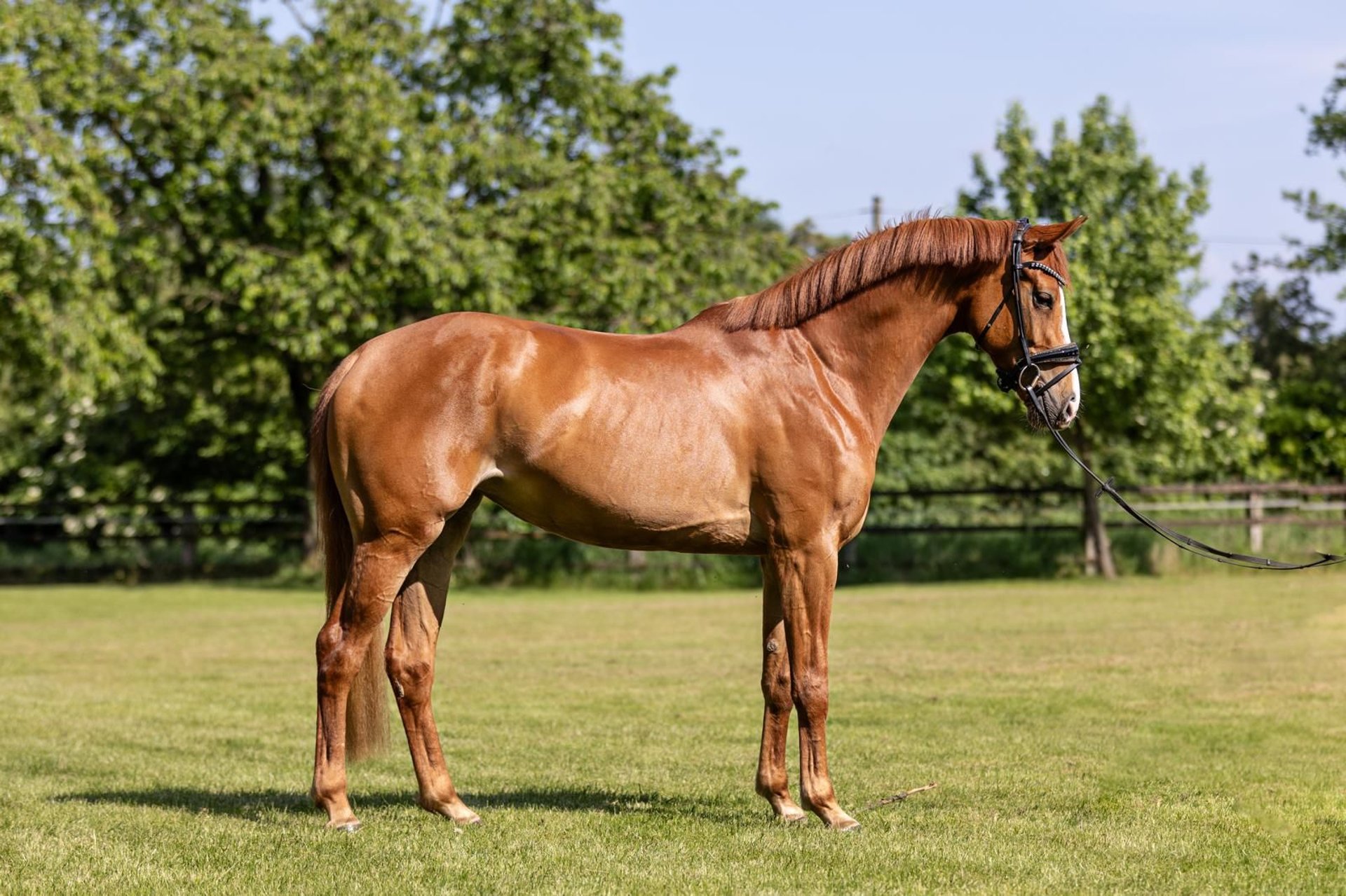 Hanoverian Mare 6 years 16 hh Chestnut-Red in Münster