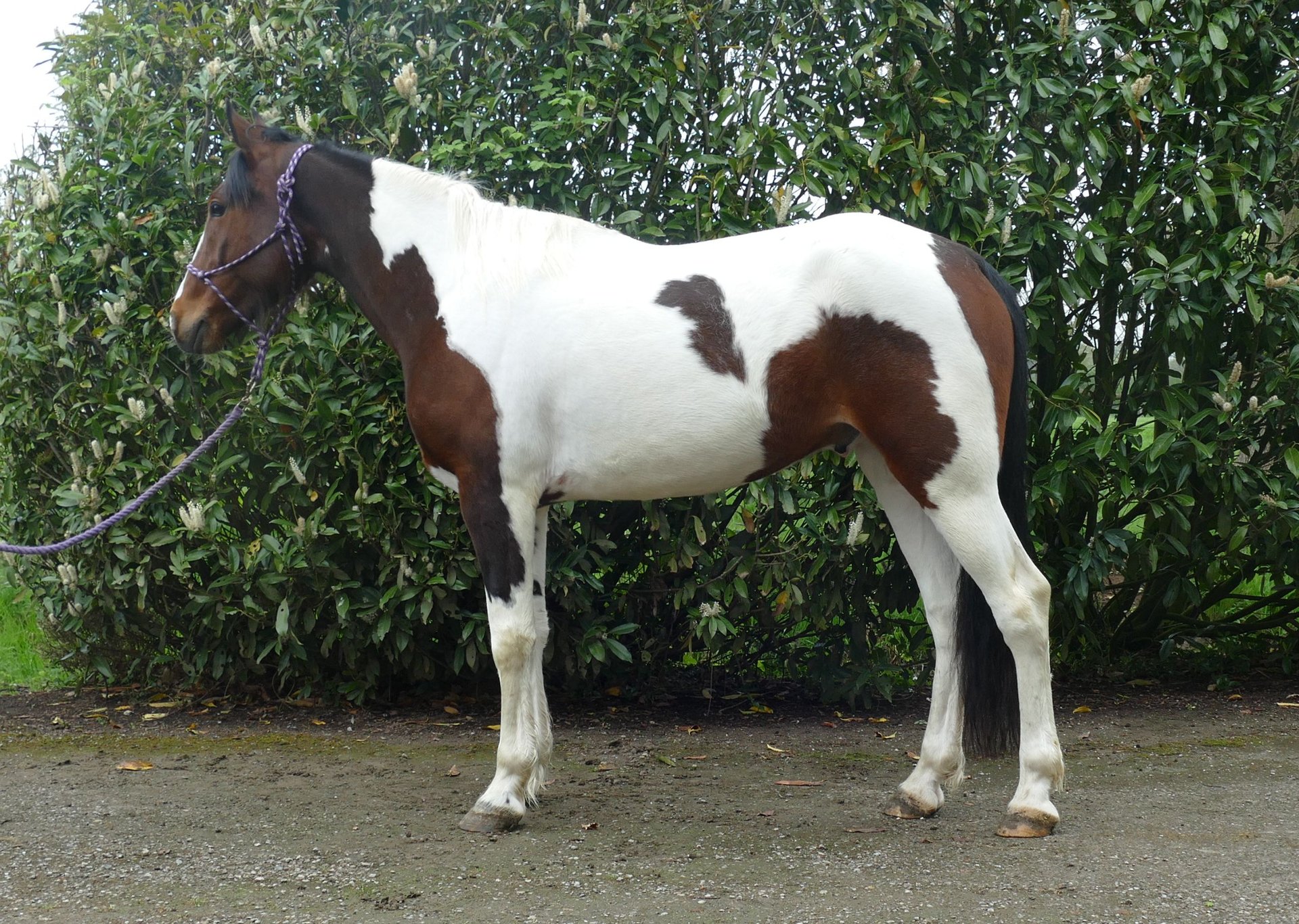 Sonstige Rassen Wallach 6 Jahre 152 cm Schecke in Lathen