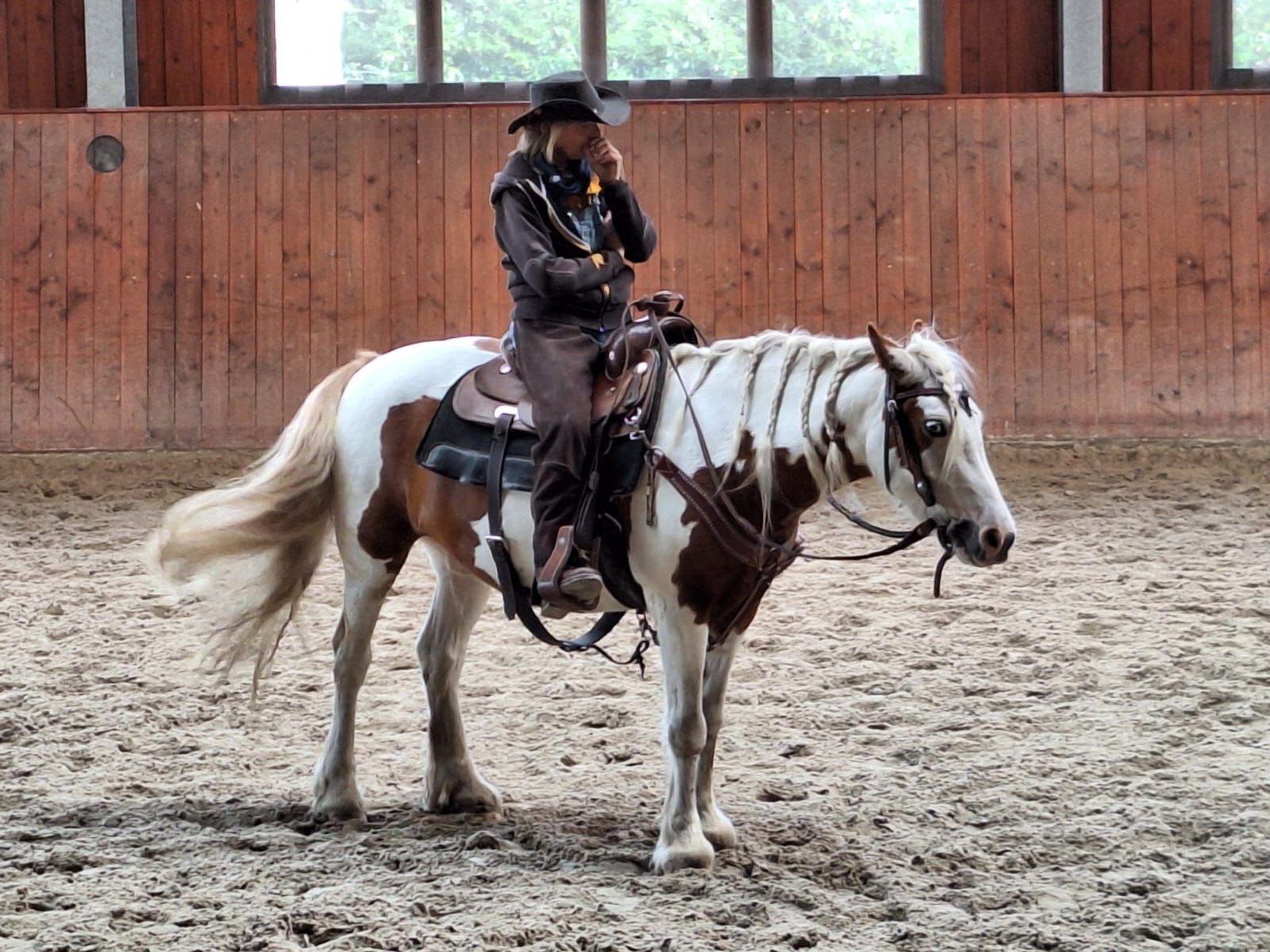 Gypsy Horse Mix Mare 11 years Overo-all-colors in Haren