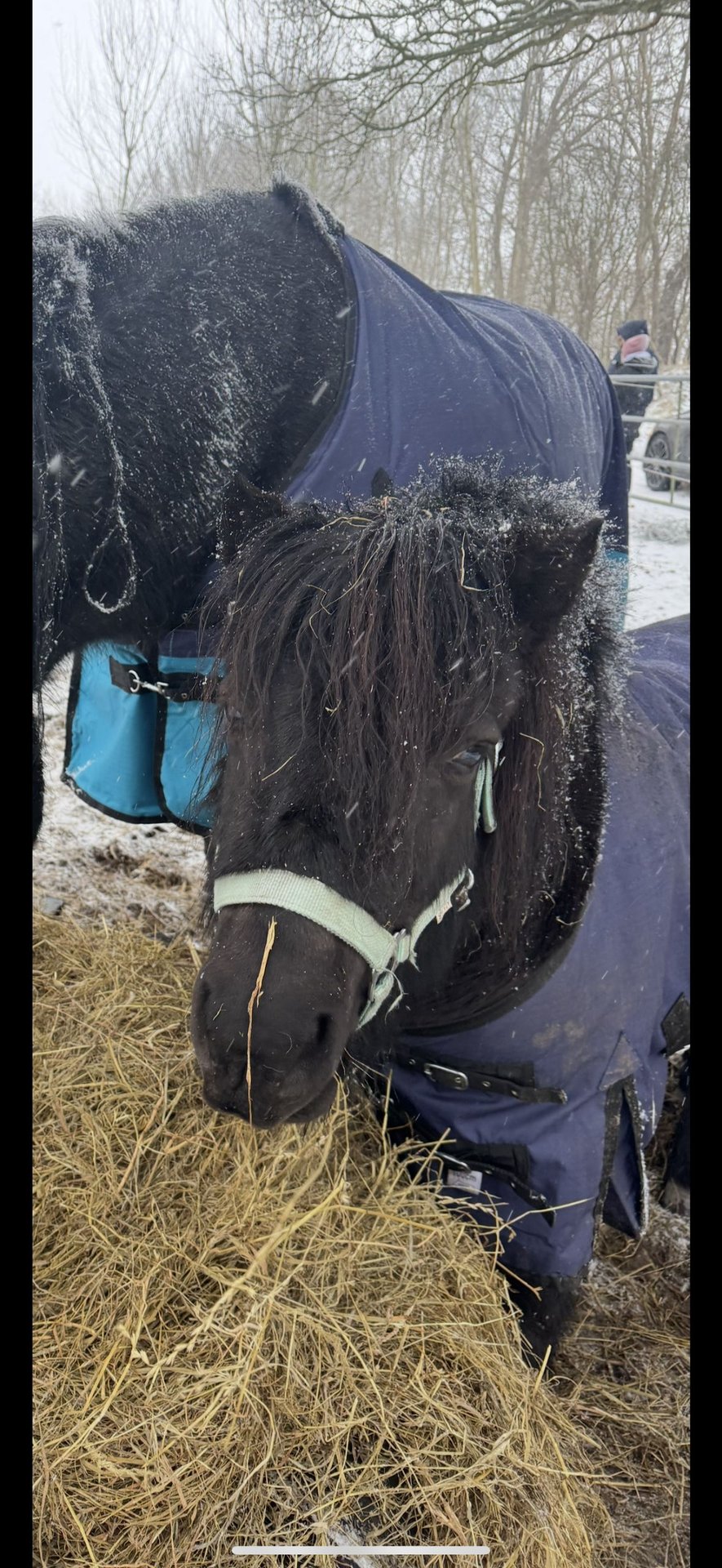 Shetland Ponies Gelding 9 years 10,1 hh Black in Süderstapel