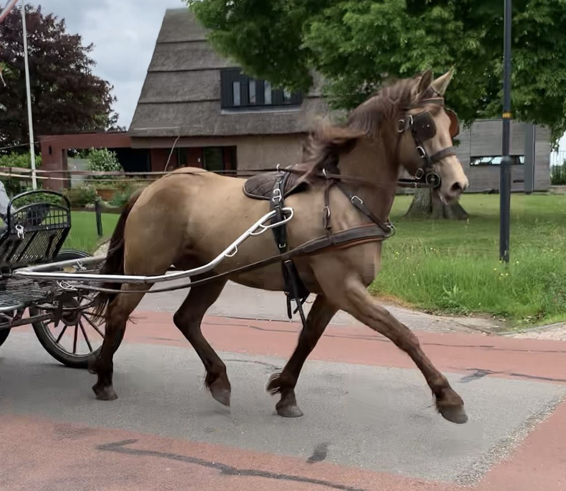Friesian horses Mix Mare 4 years 15,2 hh in Bitgum