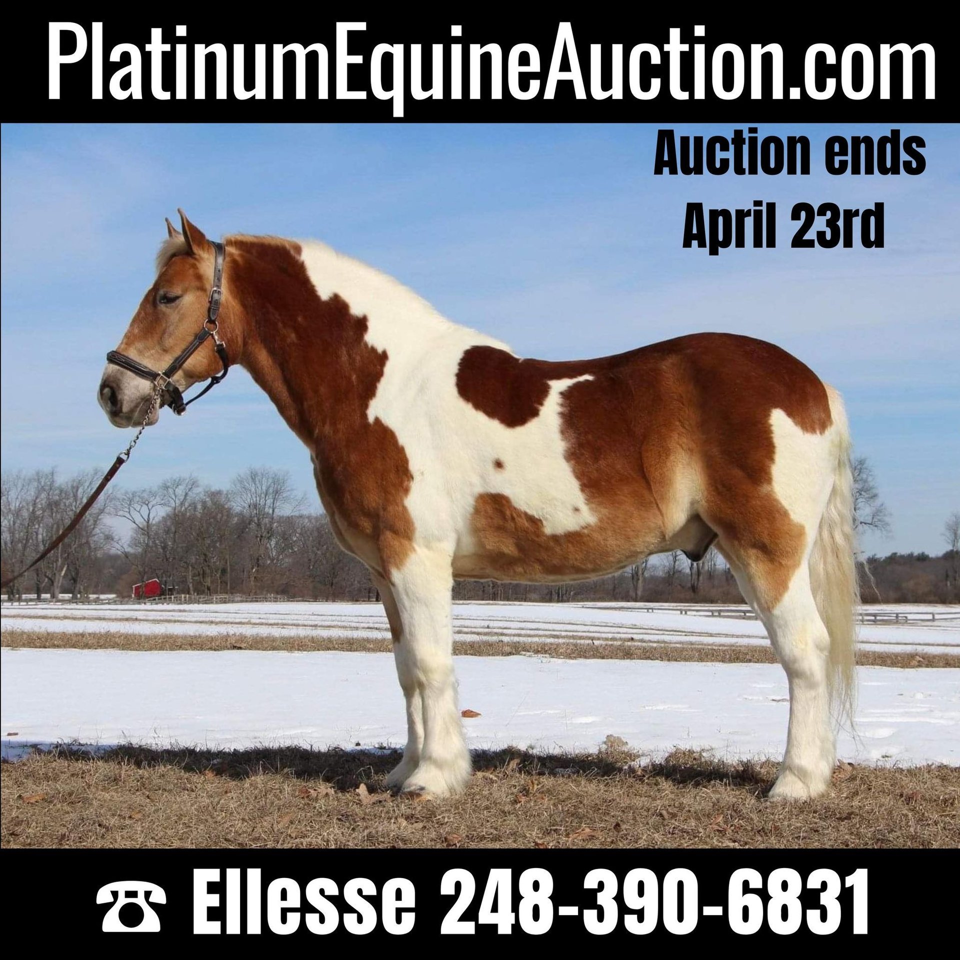 American Quarter Horse Gelding 15 years 14,2 hh Tobiano-all-colors in ...