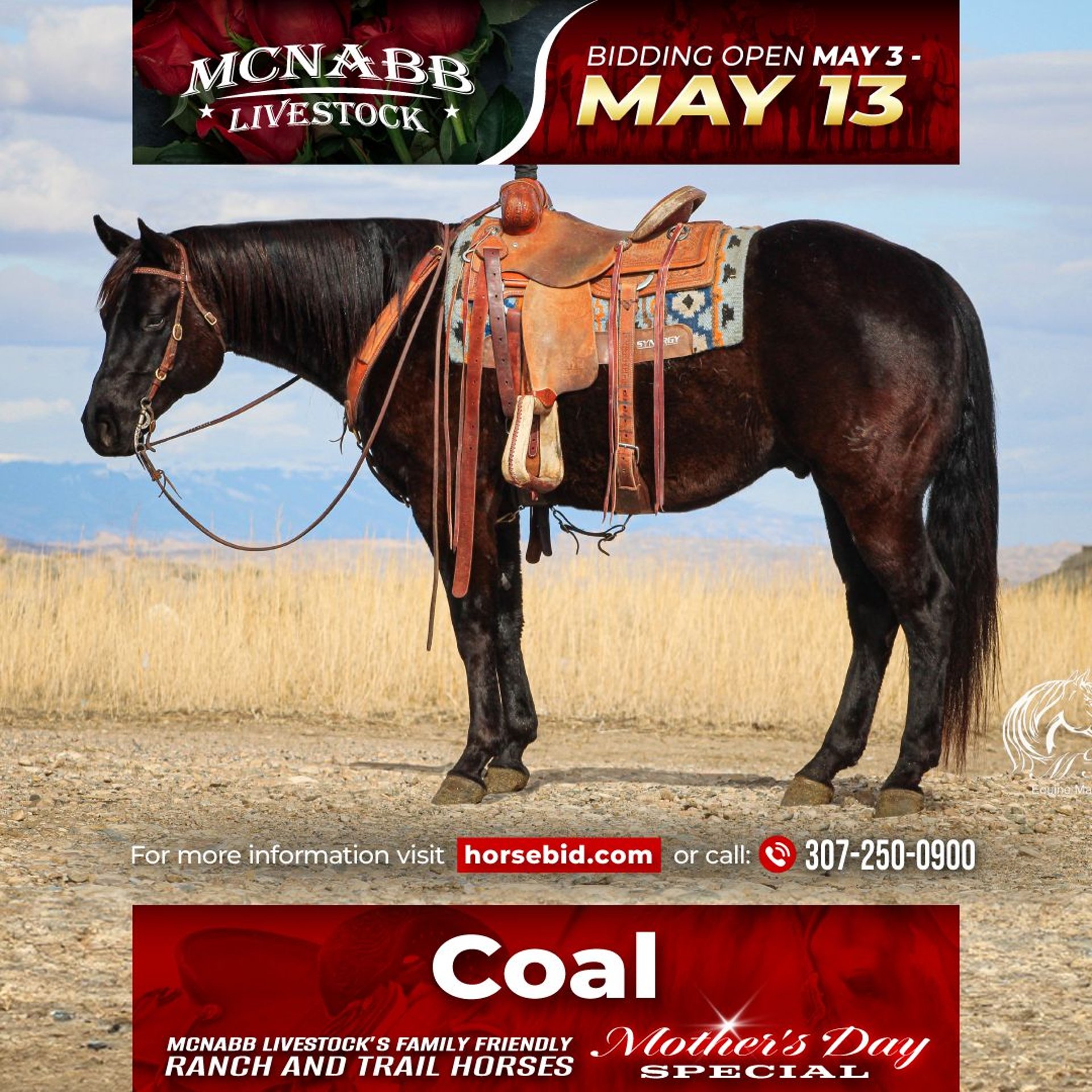 American Quarter Horse Wallach 7 Jahre 152 cm Rappe in Cody