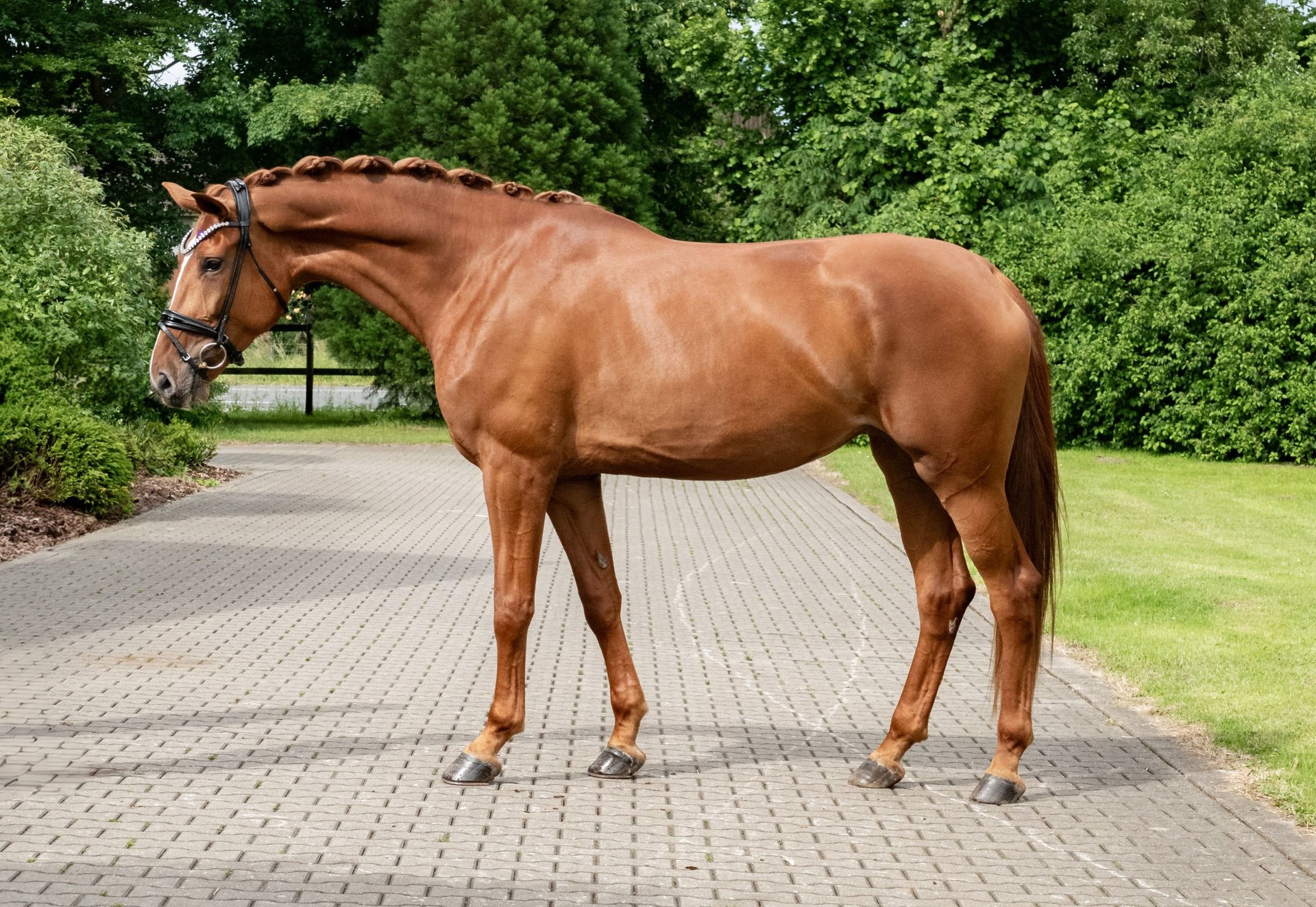 Hanoverian Mare 5 years 17,1 hh Chestnut-Red in Lippetal