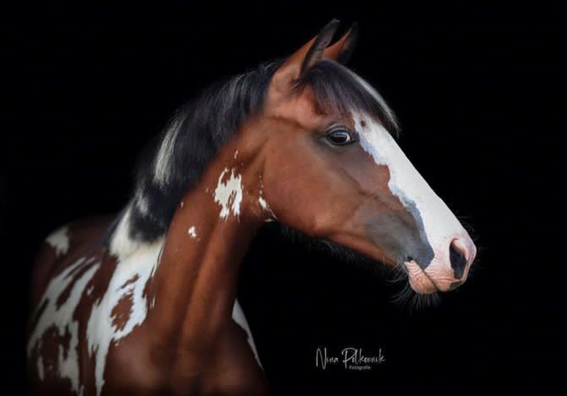 Deutsches Reitpony Stute 6 Jahre 146 cm Schecke in Rees