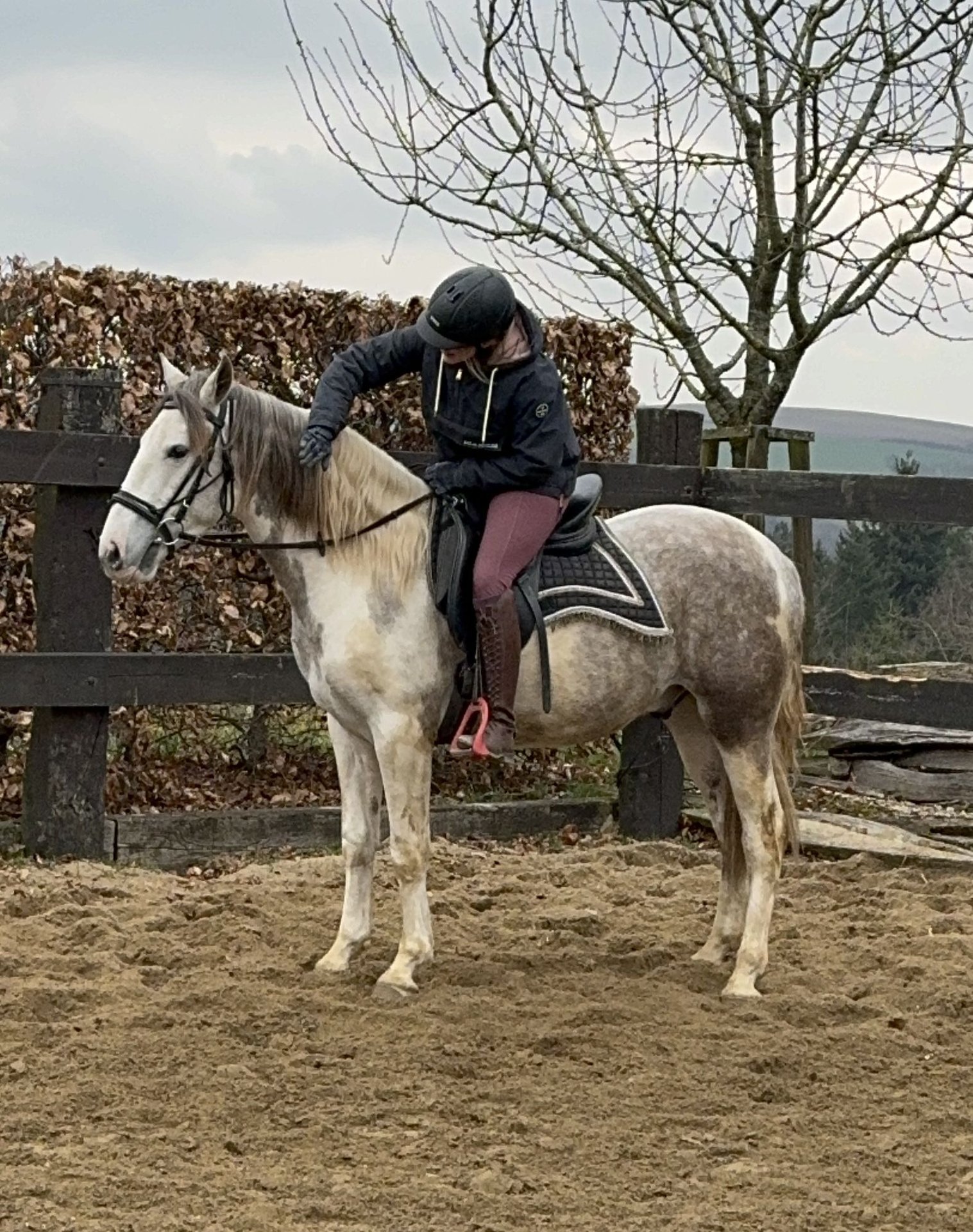 Paint Horse Mix Wallach 3 Jahre 153 cm Schecke in Daleiden