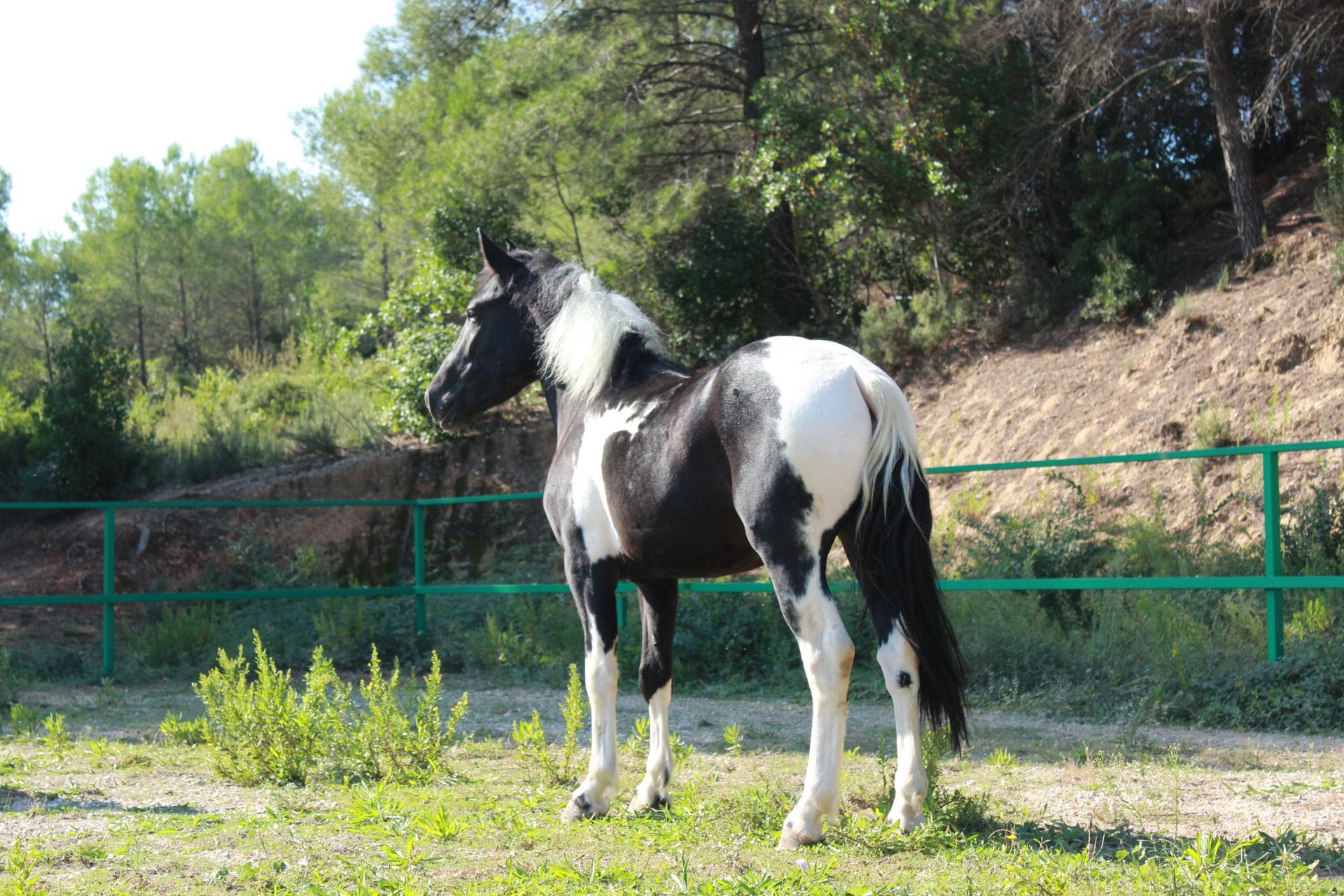 More ponies/small horses Gelding 3 years 14 hh Pinto in Terrassa