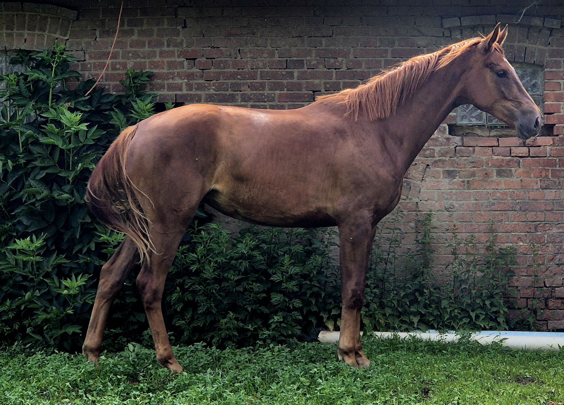 Oldenburger Stute 3 Jahre 172 cm Dunkelfuchs in Ehrenburg