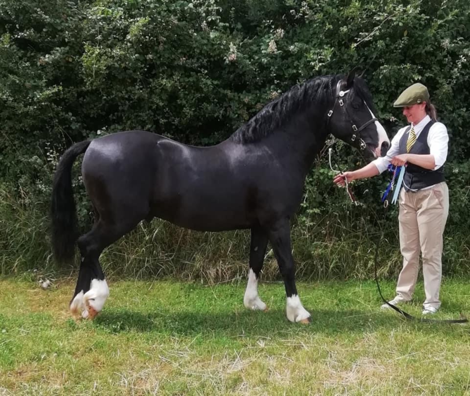Welsh C (of Cob Type) Stallion Black in Meerbusch