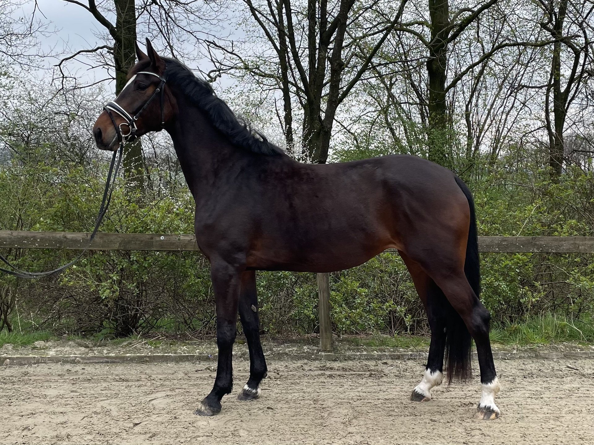 Westfale Stute 4 Jahre 168 cm Dunkelbrauner in Dorsten