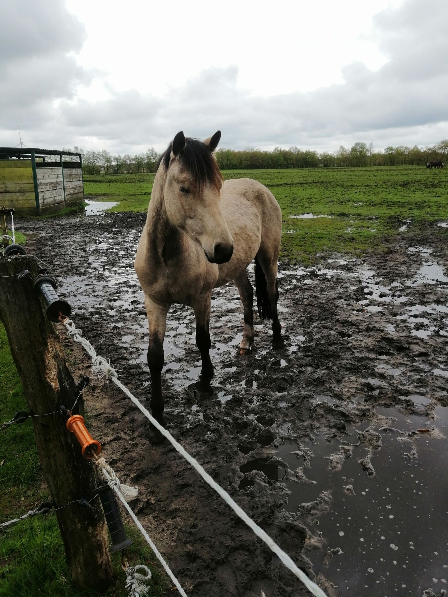 Poney de selle allemand Hongre 3 Ans Buckskin in Barmstedt Poney de selle allemand Hongre 3 Ans Buckskin in Barmstedt