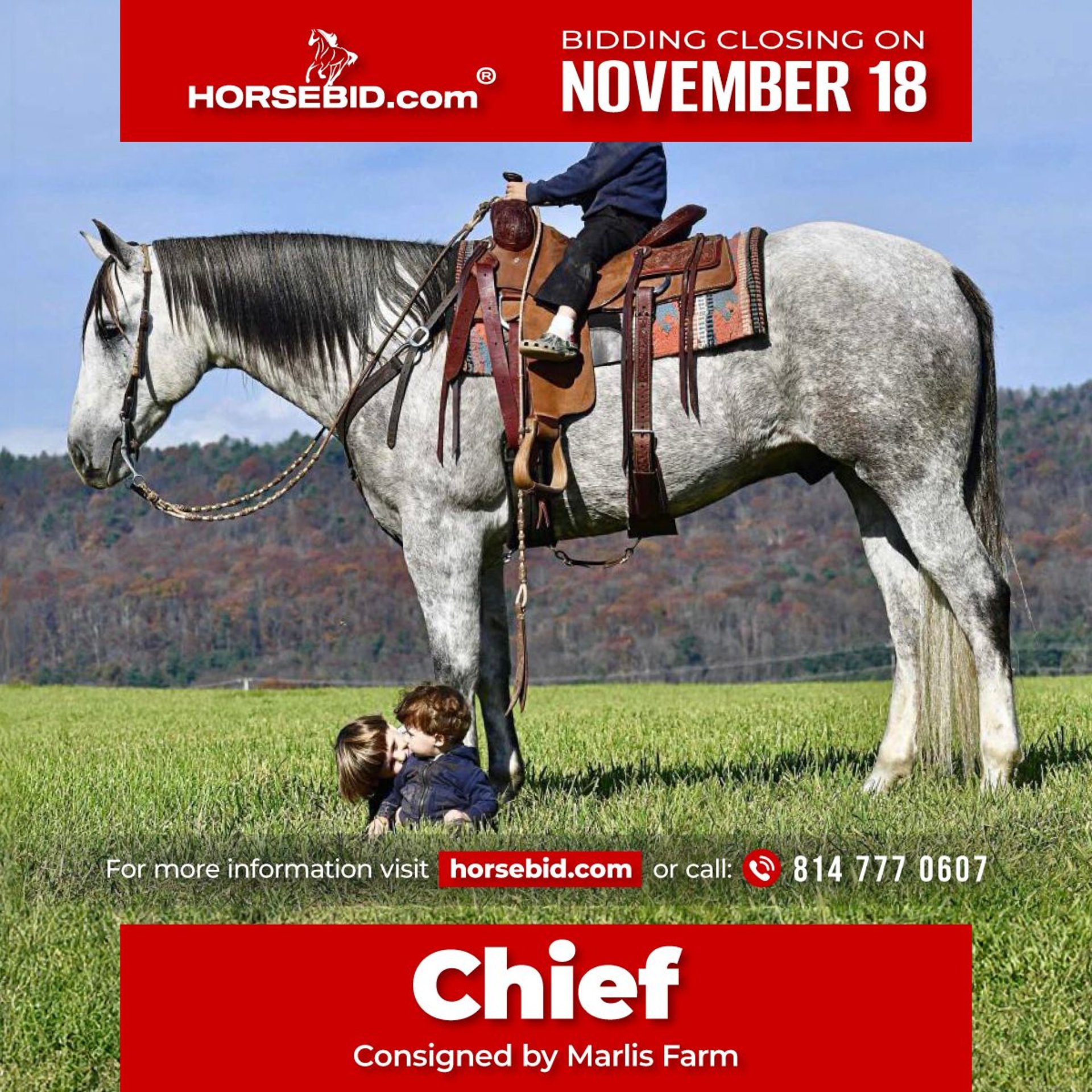 American Quarter Horse Wallach 10 Jahre 160 cm Schimmel in Rebersburg