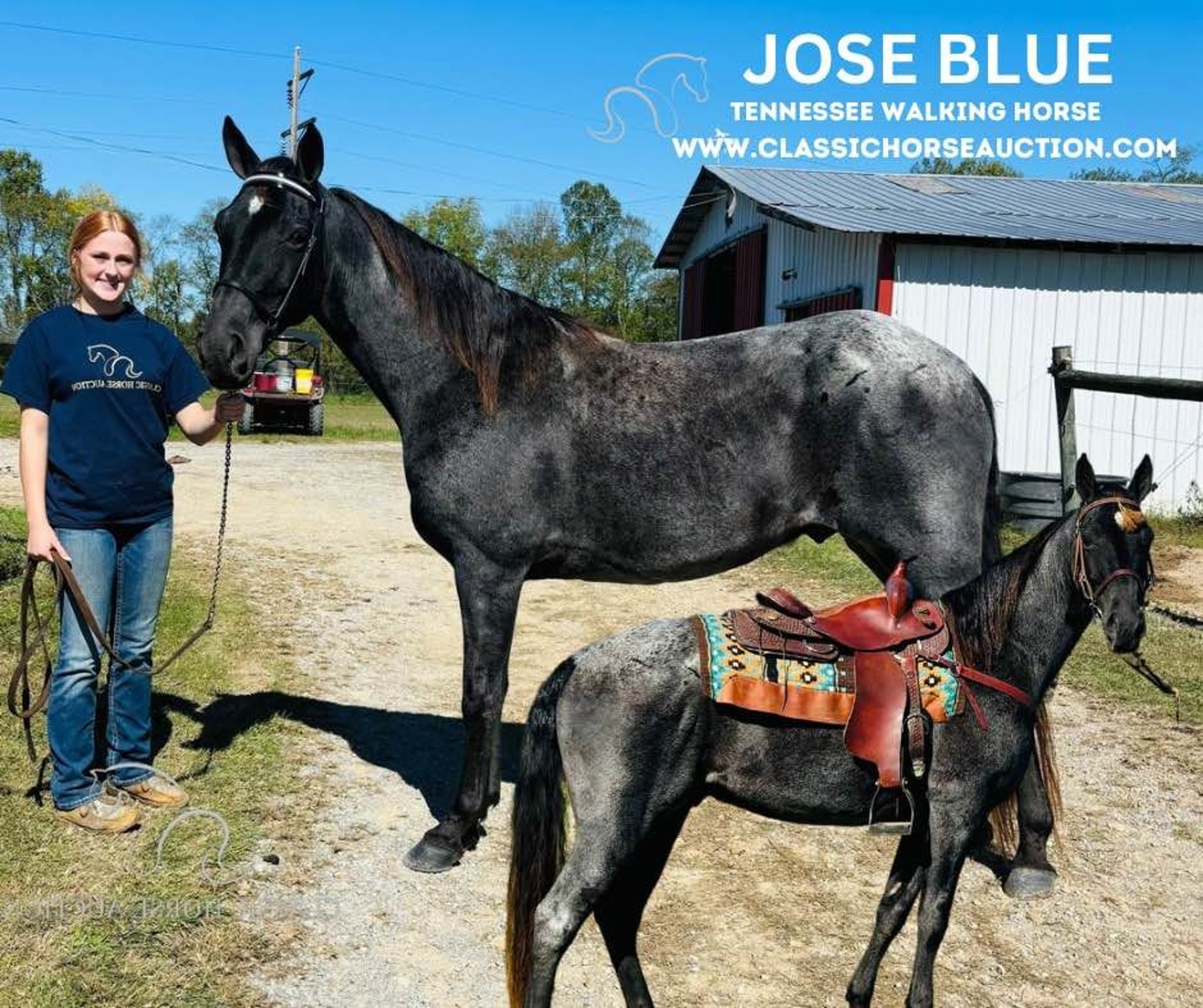 Tennessee Walking Horse Wallach 9 Jahre 152 cm Roan-Blue in Breeding, KY