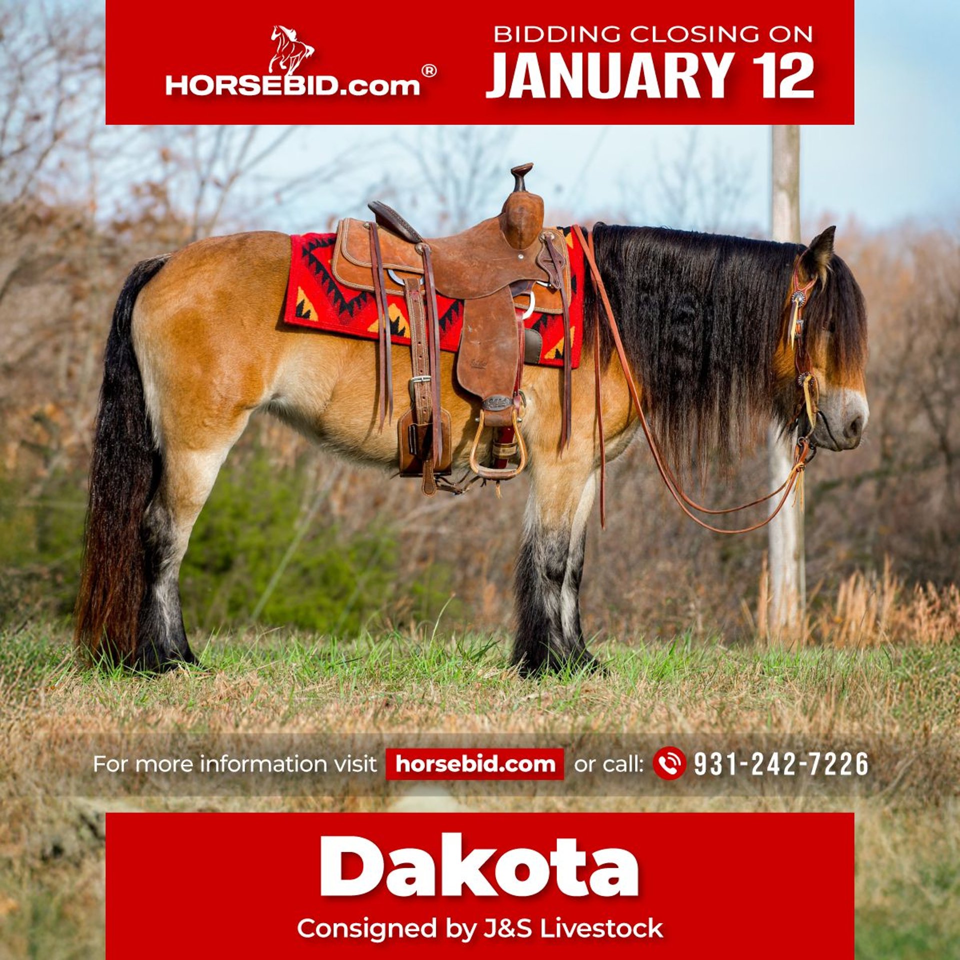 Gypsy Horse Mare 5 years 14,1 hh Bay in Santa Fe