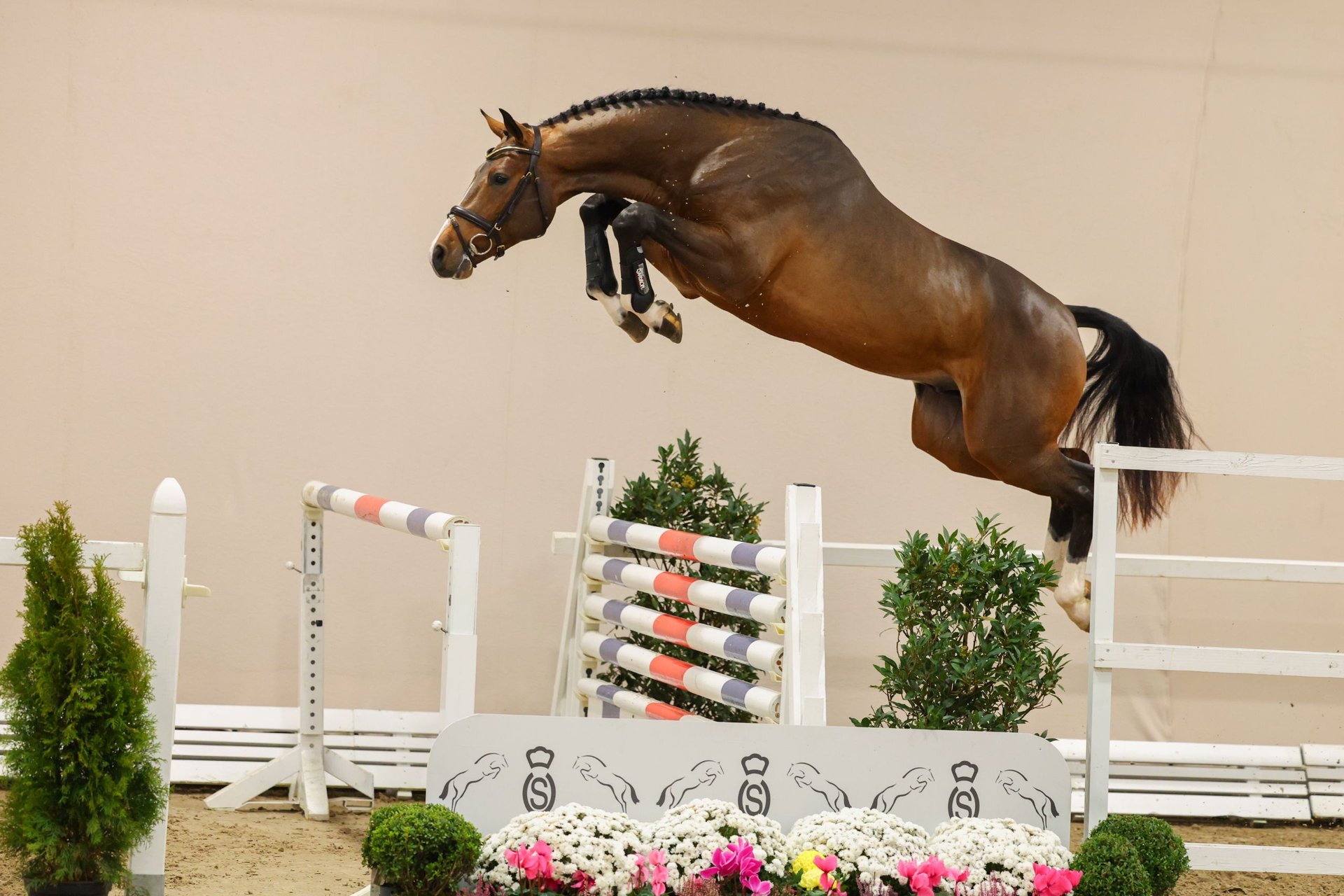 Oldenburger Springpferd Hengst Brauner in Lemwerder