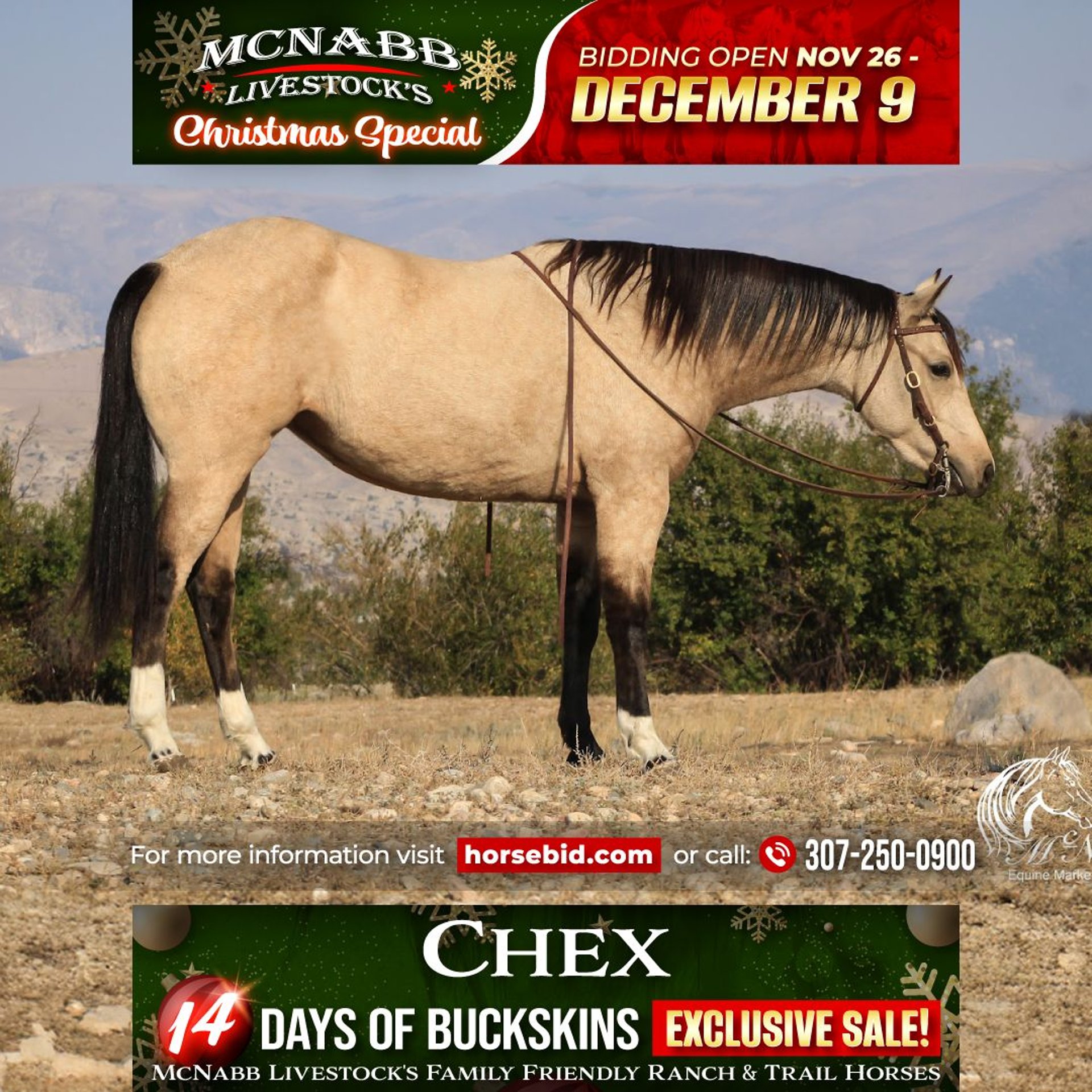 American Quarter Horse Mare 3 years 14,2 hh Buckskin in Cody