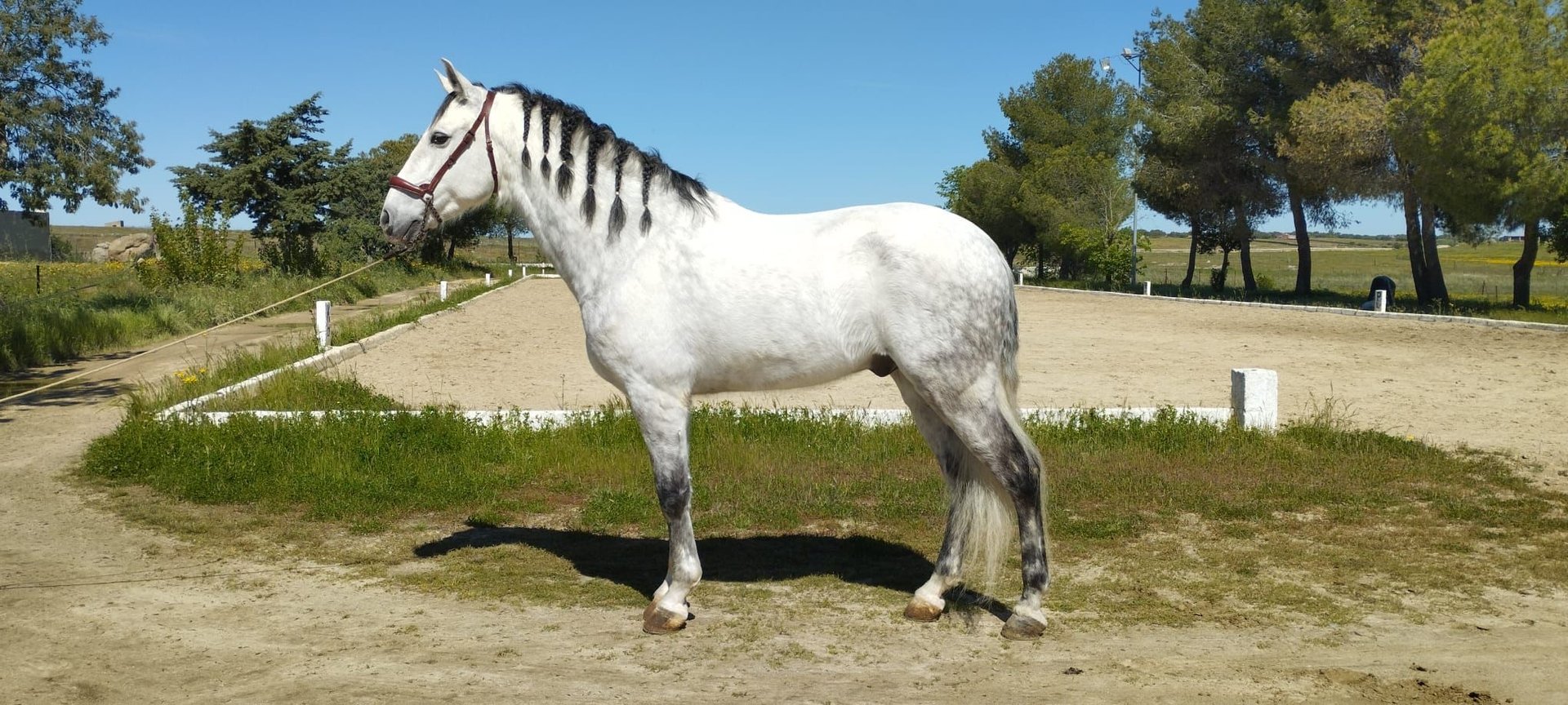 Spanish Sporthorse Gelding 11 years 16,1 hh Gray in Arroyo De La Luz