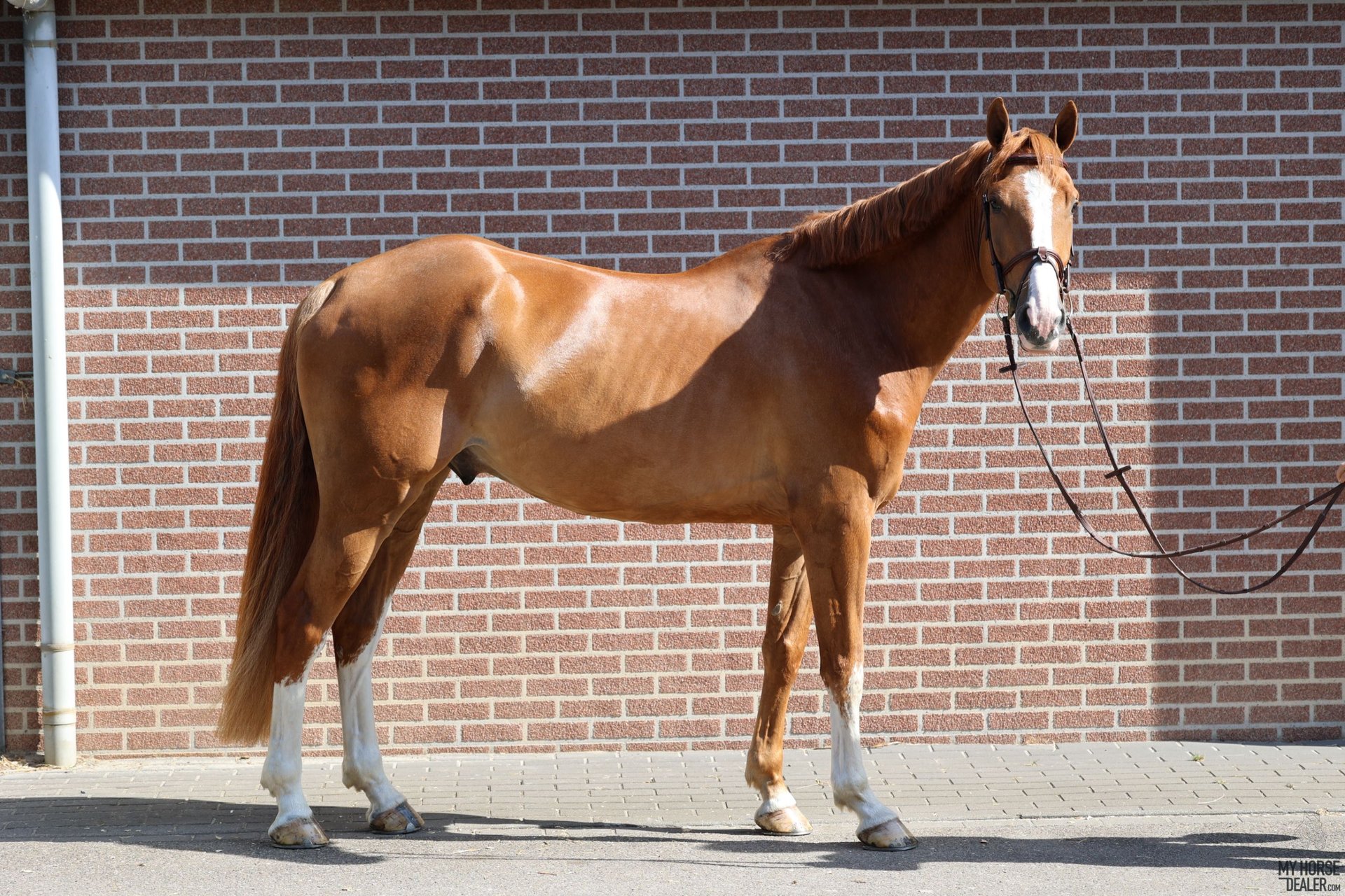 Selle Français Hengst 5 Jaar 120 cm Cremello in Den Burg