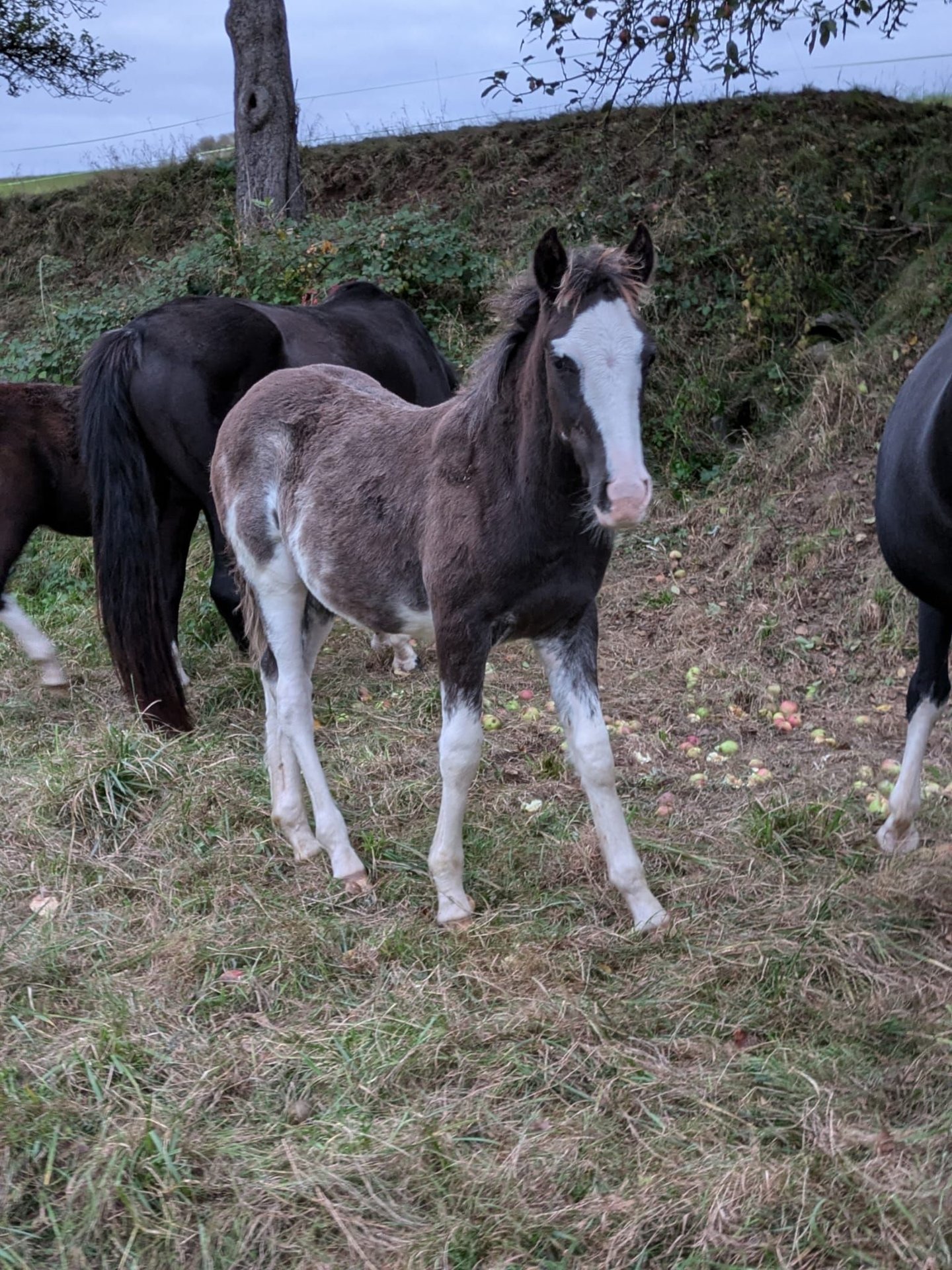 Criollo Hengst 1 Jaar 156 cm Overo-alle-kleuren in sommerkahl