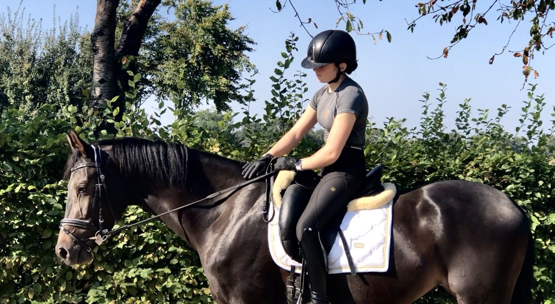 Oldenburg Mare 3 years 16 hh Bay-Dark in Neeritter