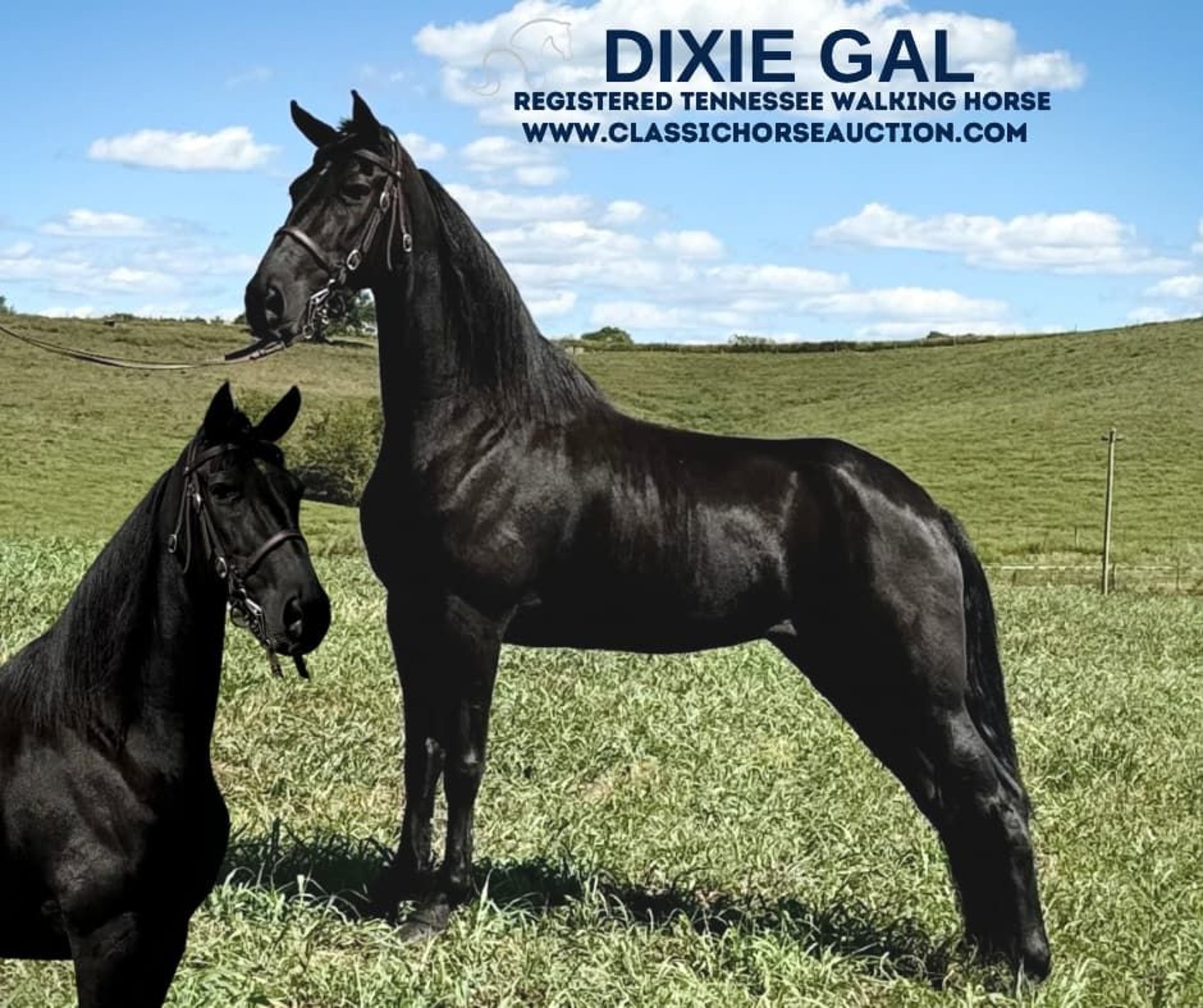 Tennessee Walking Horse Wallach 6 Jahre 152 cm Rappe in Cynthiana