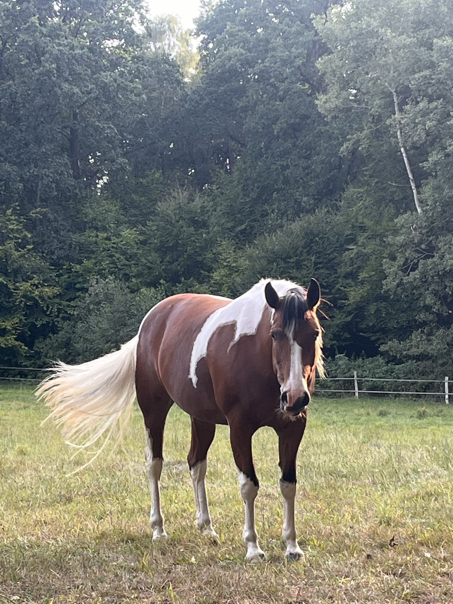 Lewitzer Mix Stute 12 Jahre 150 cm Schecke in Oldendorf Luhe