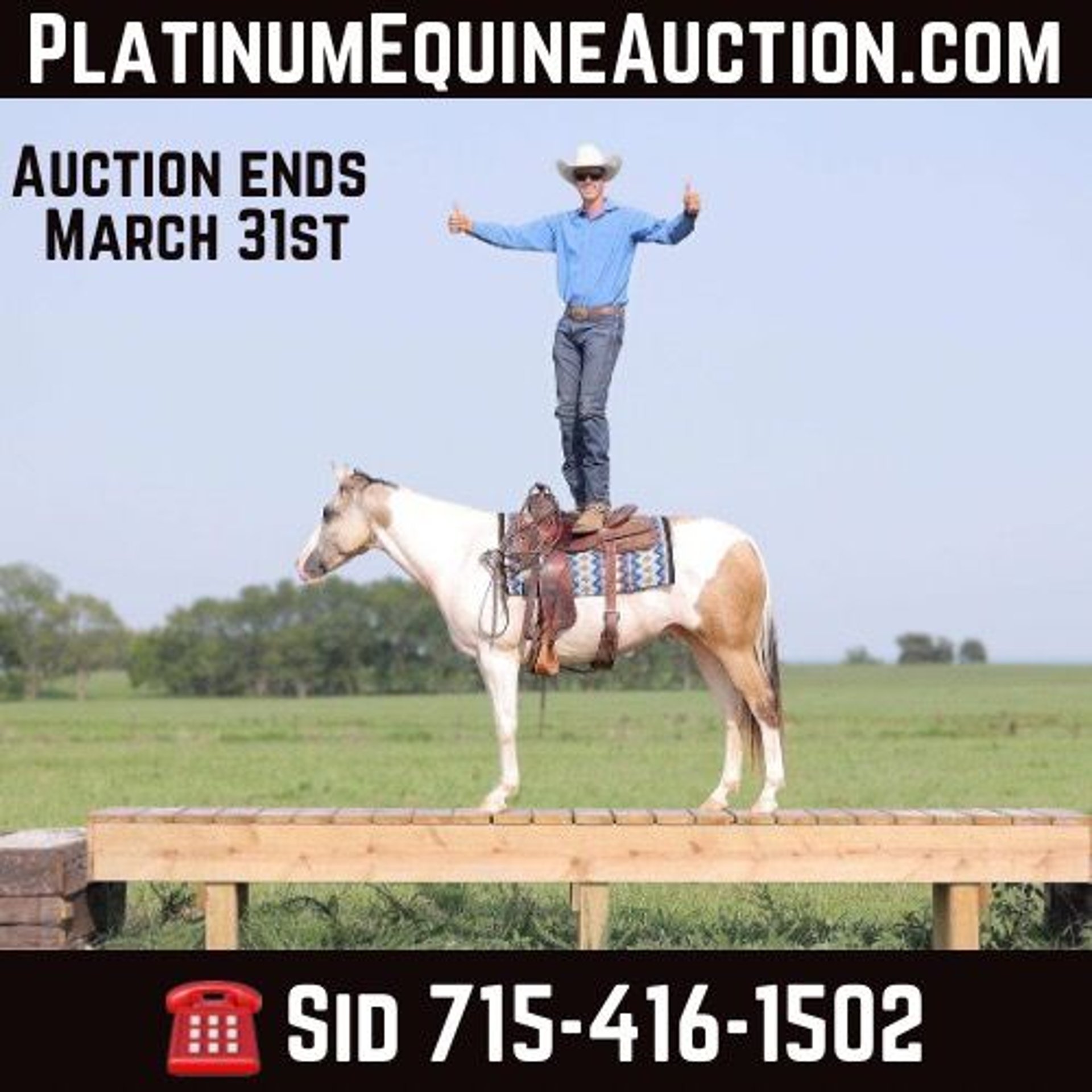 American Quarter Horse Gelding 5 years 15 hh Tobiano-all-colors in Adair Ok