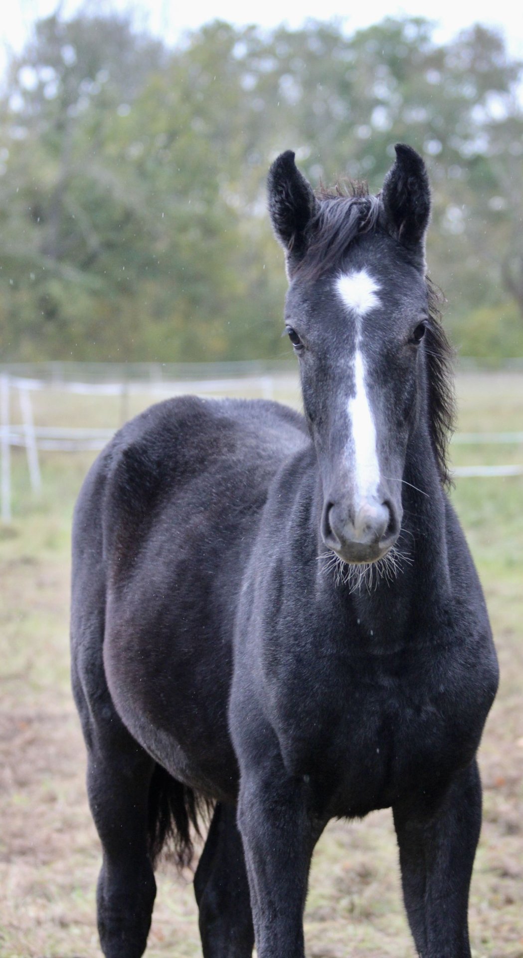 Deutsches Sportpferd Stute 1 Jahr 175 cm Apfelschimmel in Wallendorf