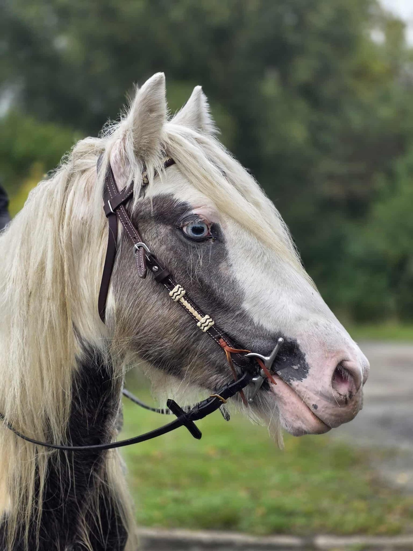 Gypsy Horse Gelding 5 years 14 hh Pinto in Linkenbach