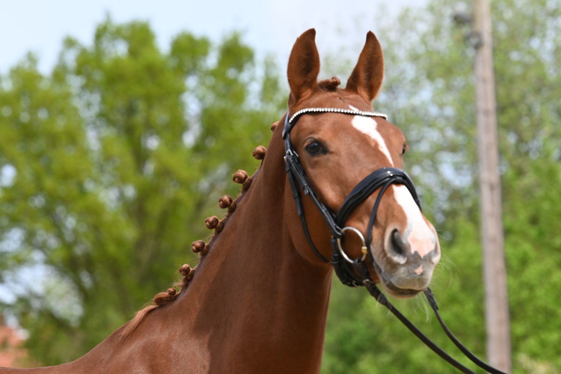 Hanoverian Mare 4 years 16,2 hh Chestnut-Red in Holle