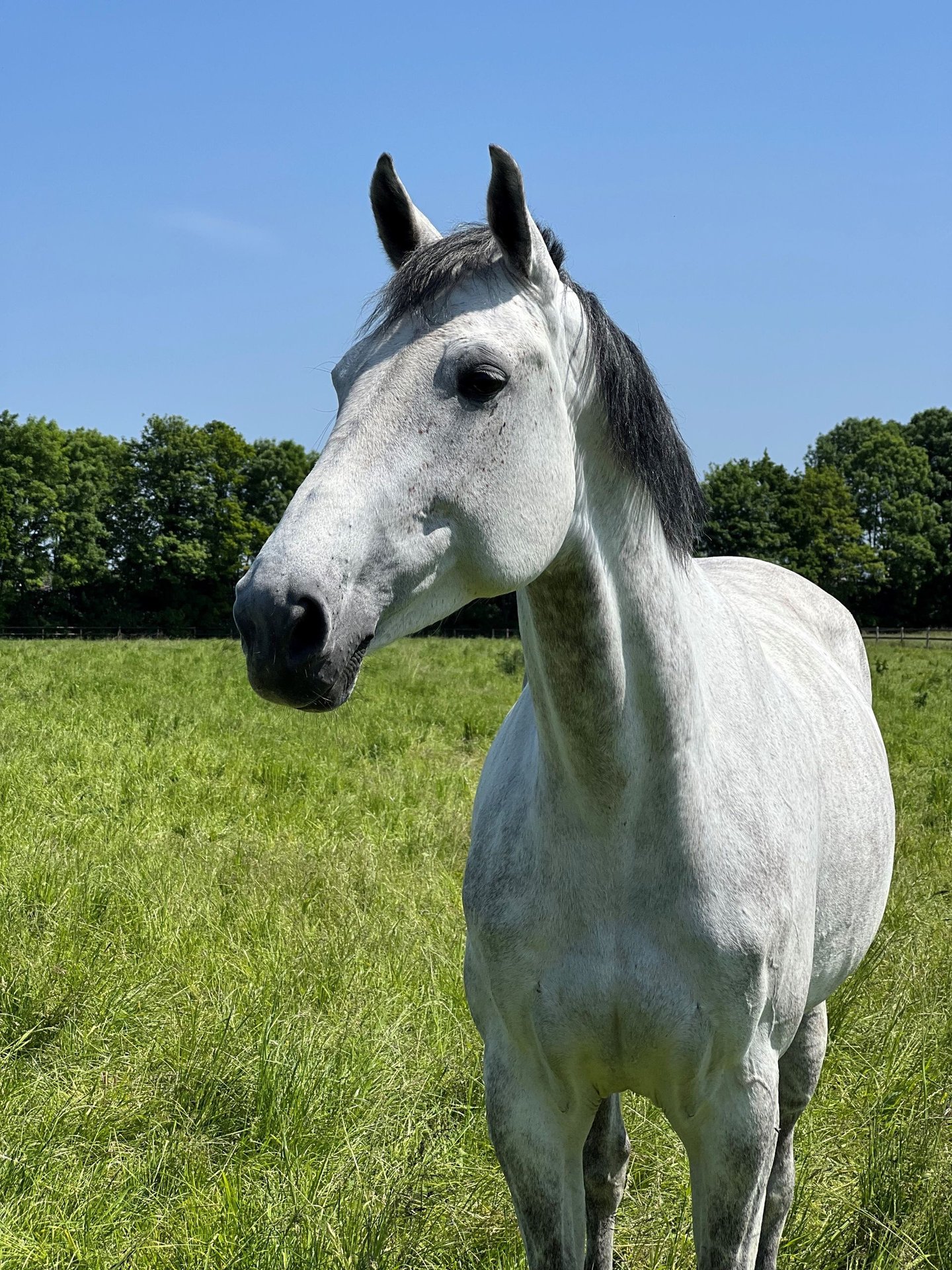 Westfale Stute 6 Jahre 175 cm Schimmel in Weilerswist