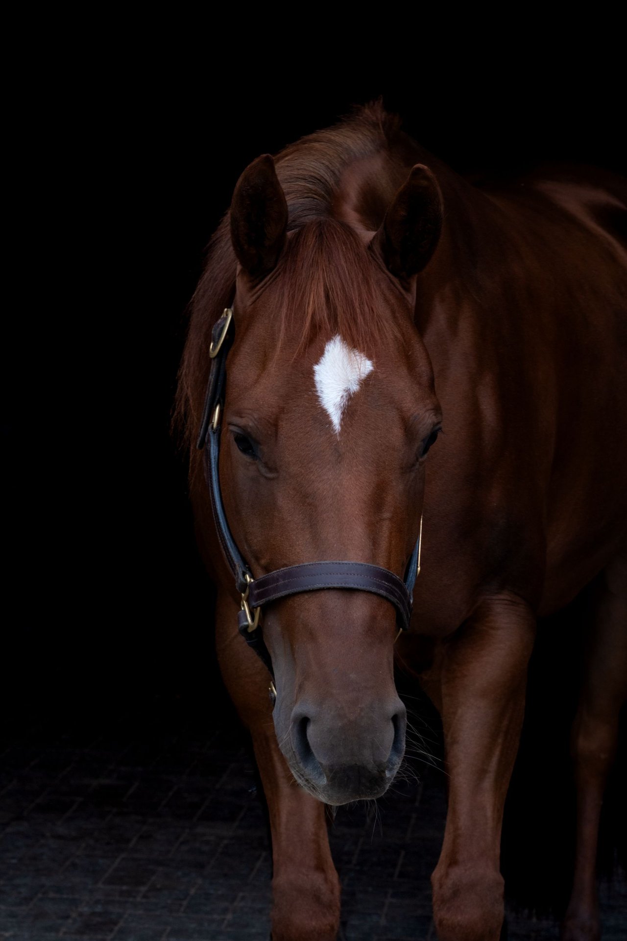 American Quarter Horse Mare 4 years 14,2 hh Chestnut-Red in Bünde