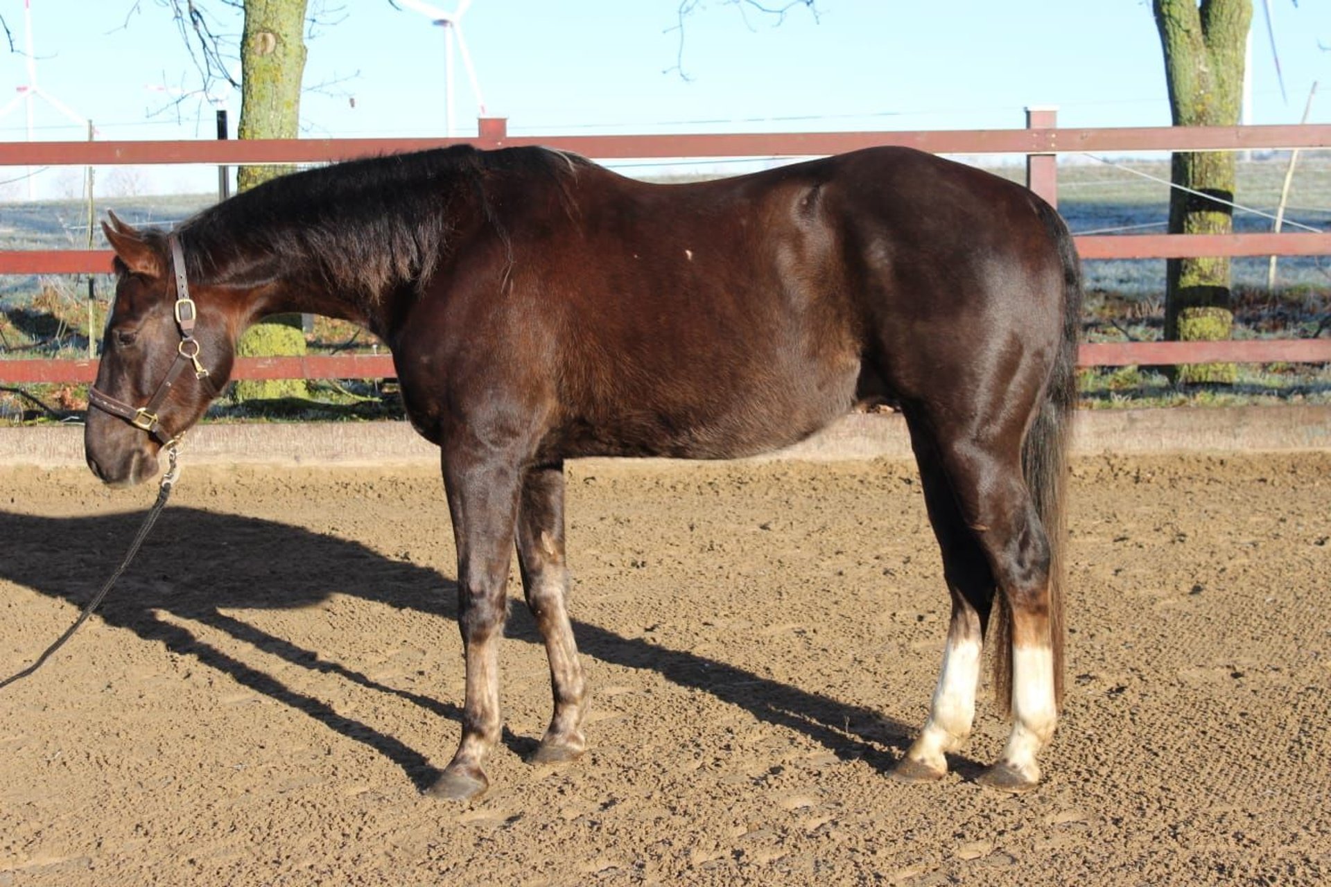 American Quarter Horse Wallach 5 Jahre 154 cm Dunkelfuchs in Kröpelin
