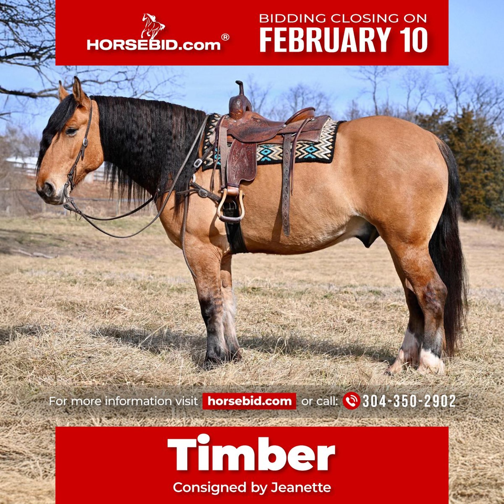Draft Horse Mix Gelding 6 years 16 hh Dun in Thurmont, MD