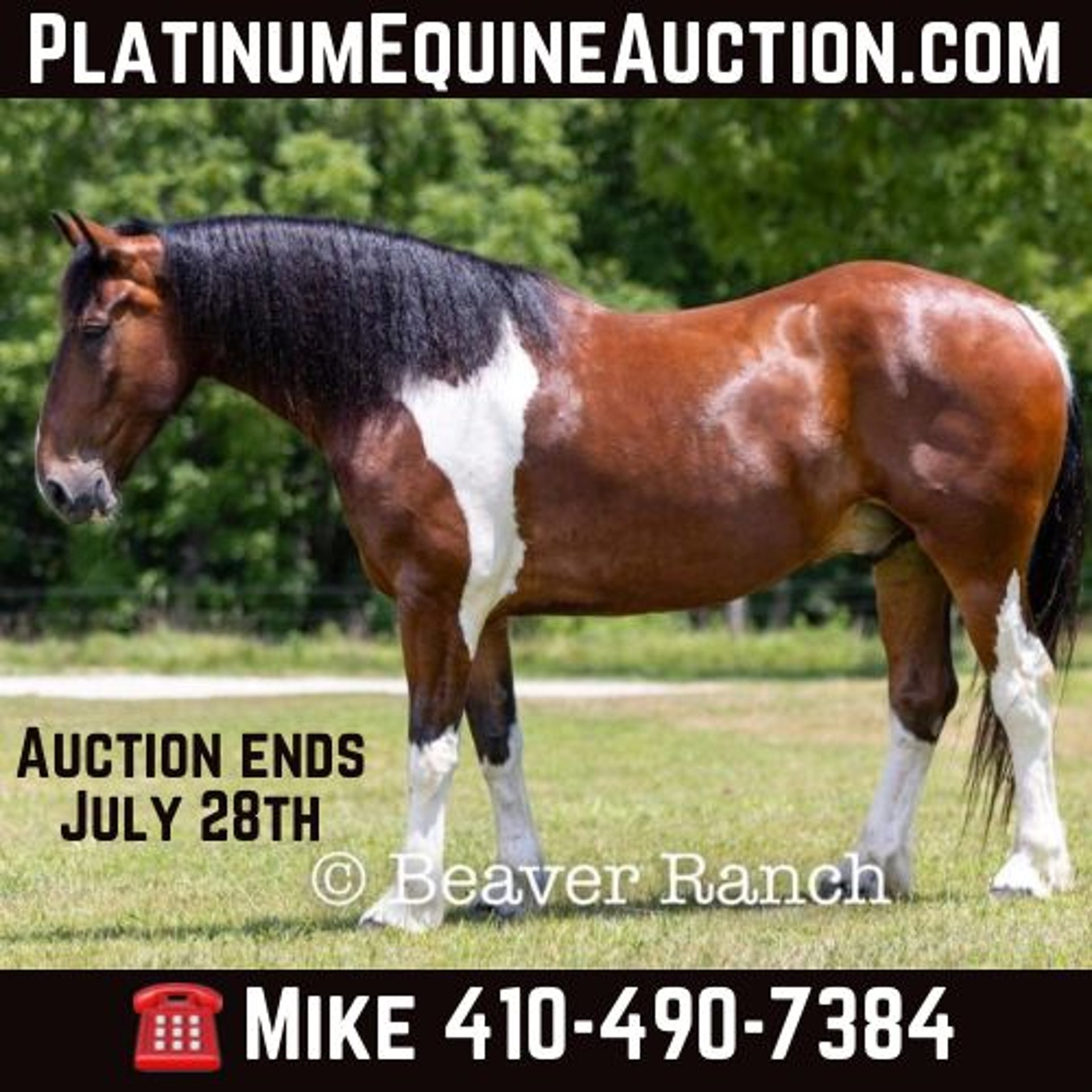 American Quarter Horse Gelding 7 years 16,2 hh Tobiano-all-colors in ...