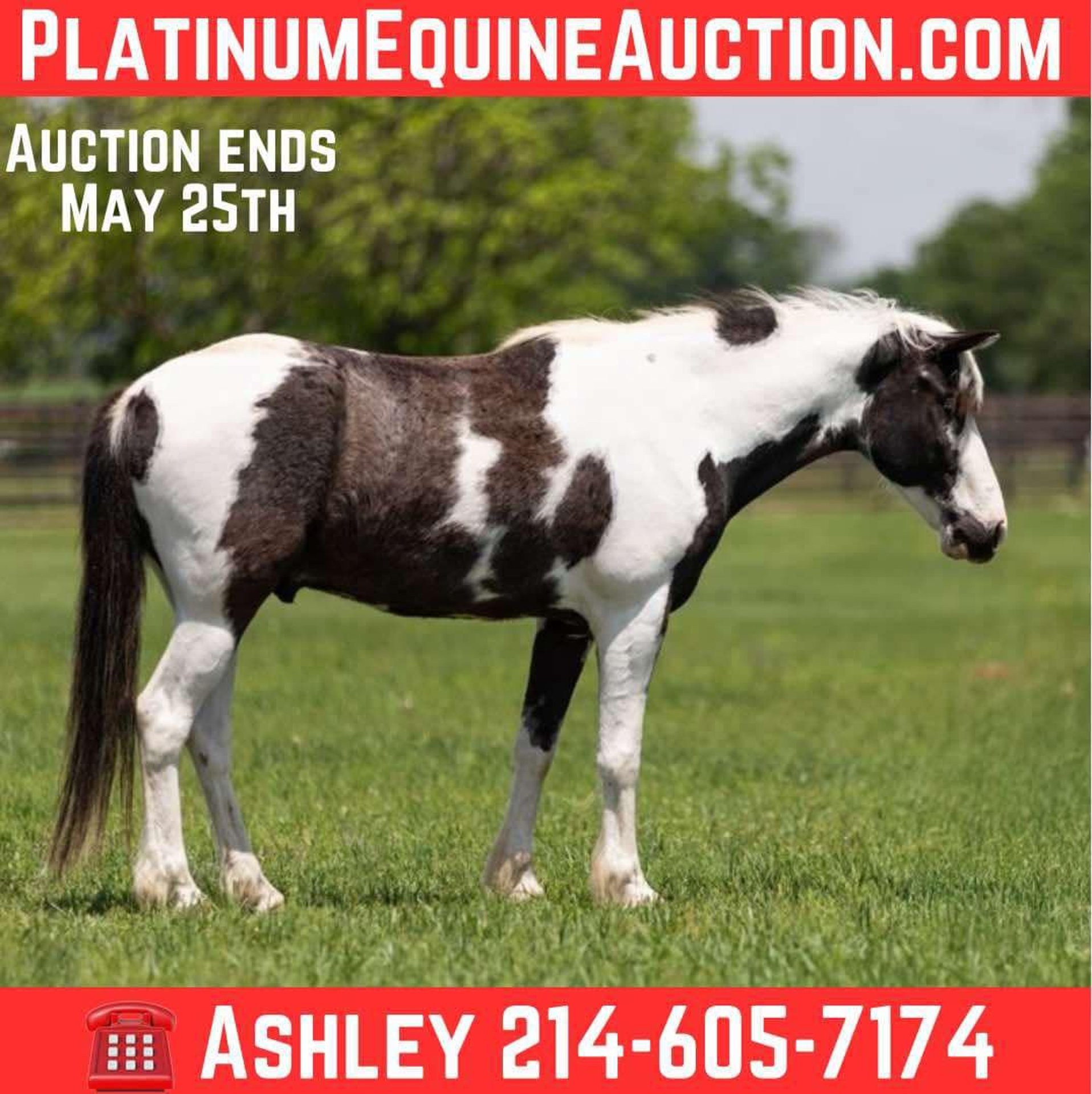 American Quarter Horse Gelding 7 years 14,1 hh Tobiano-all-colors in ...