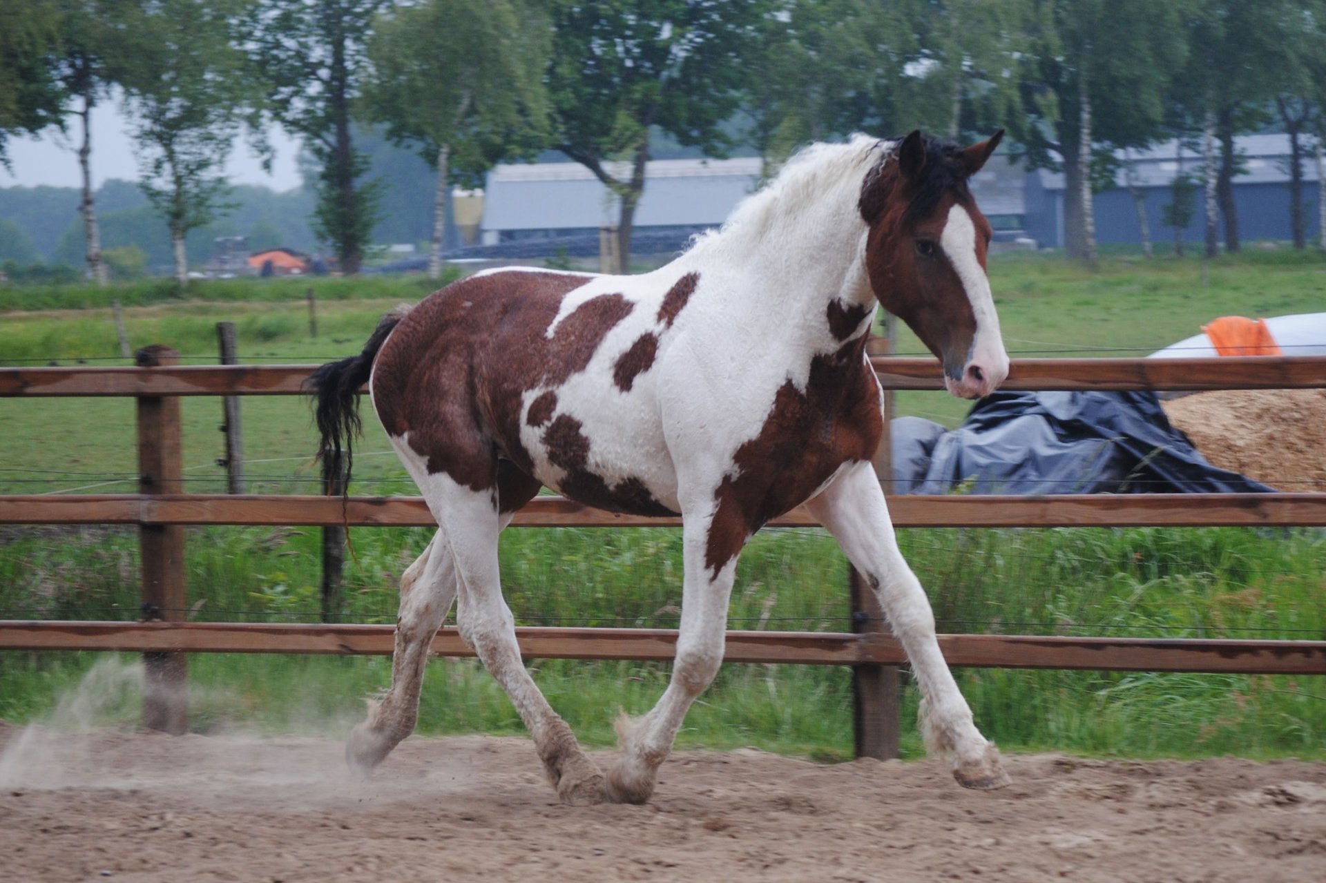 Curly horse Stallion 2 years 16 hh Pinto in ruinen