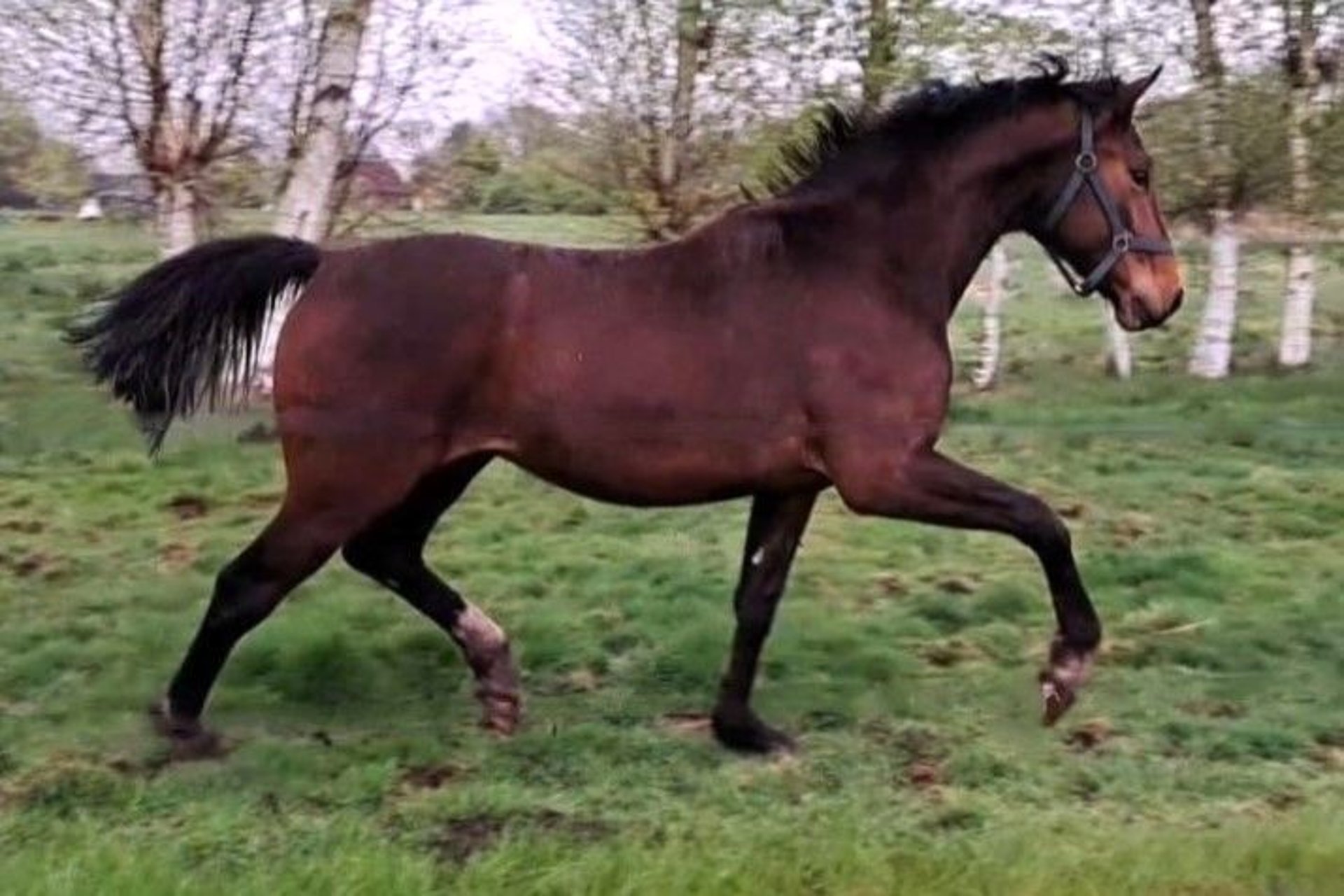 Oldenburg Stallion 2 years Bay-Dark in Aurich