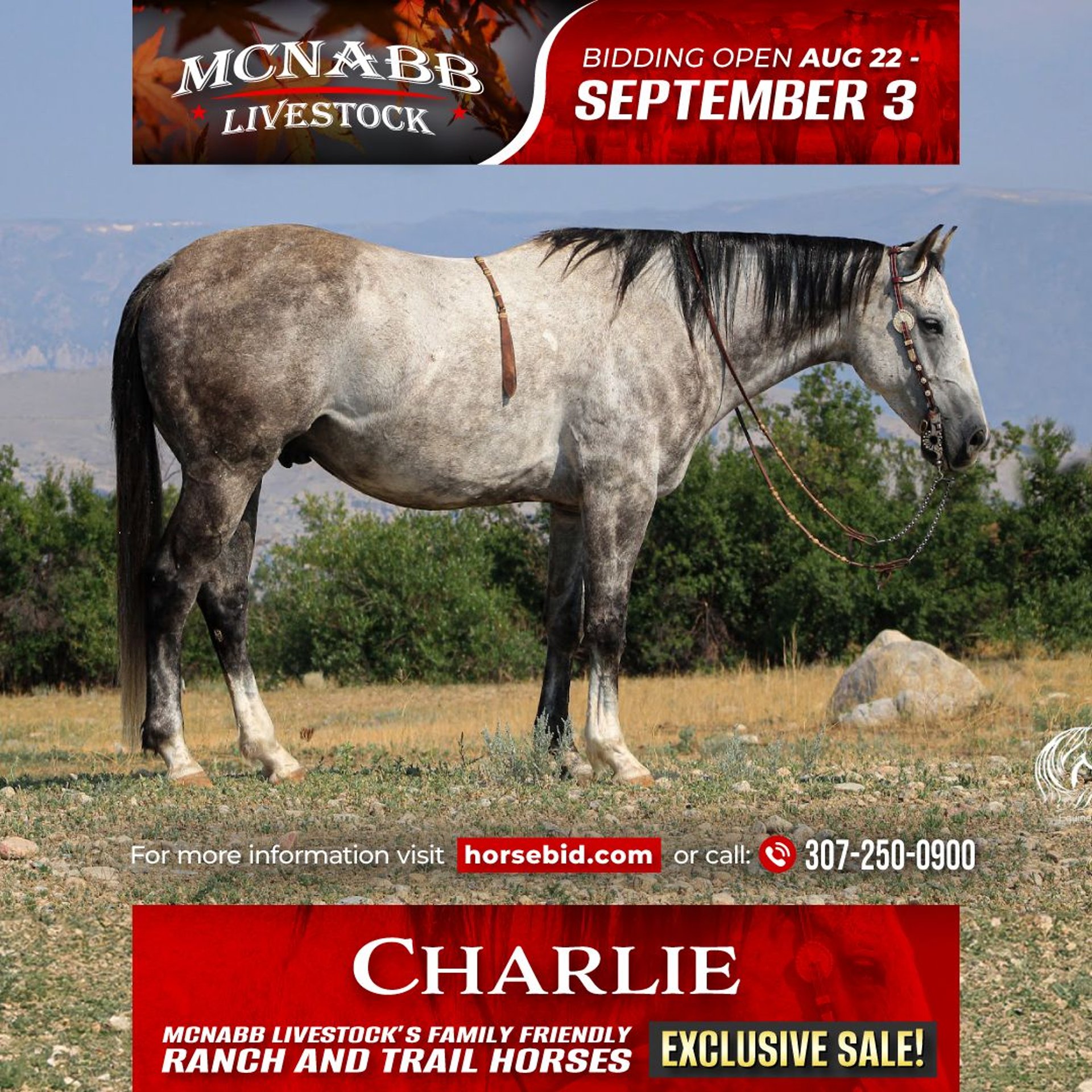 American Quarter Horse Wallach 6 Jahre 157 cm Schimmel in Cody