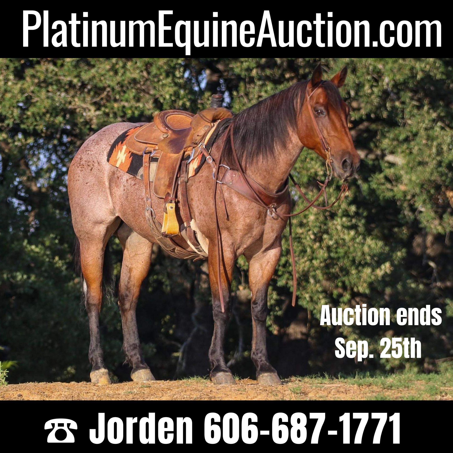 American Quarter Horse Gelding 13 years 15,2 hh Roan-Bay in Cleburne TX