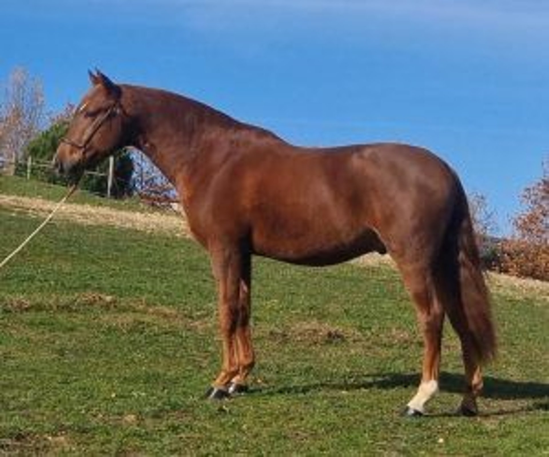 PRE Mix Hengst 6 Jahre 161 cm Dunkelfuchs in Gijon