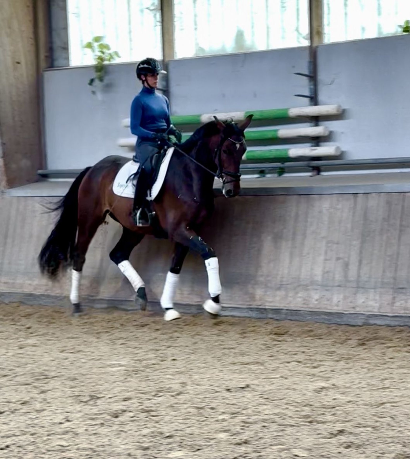 Sella Italiano Mestizo Caballo castrado 4 años 177 cm Castaño rojizo in ...