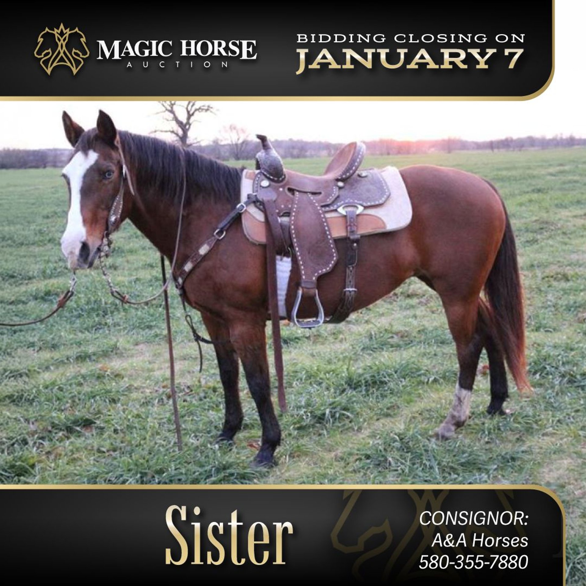 American Quarter Horse Mare 12 years 14 hh Bay in Lawton