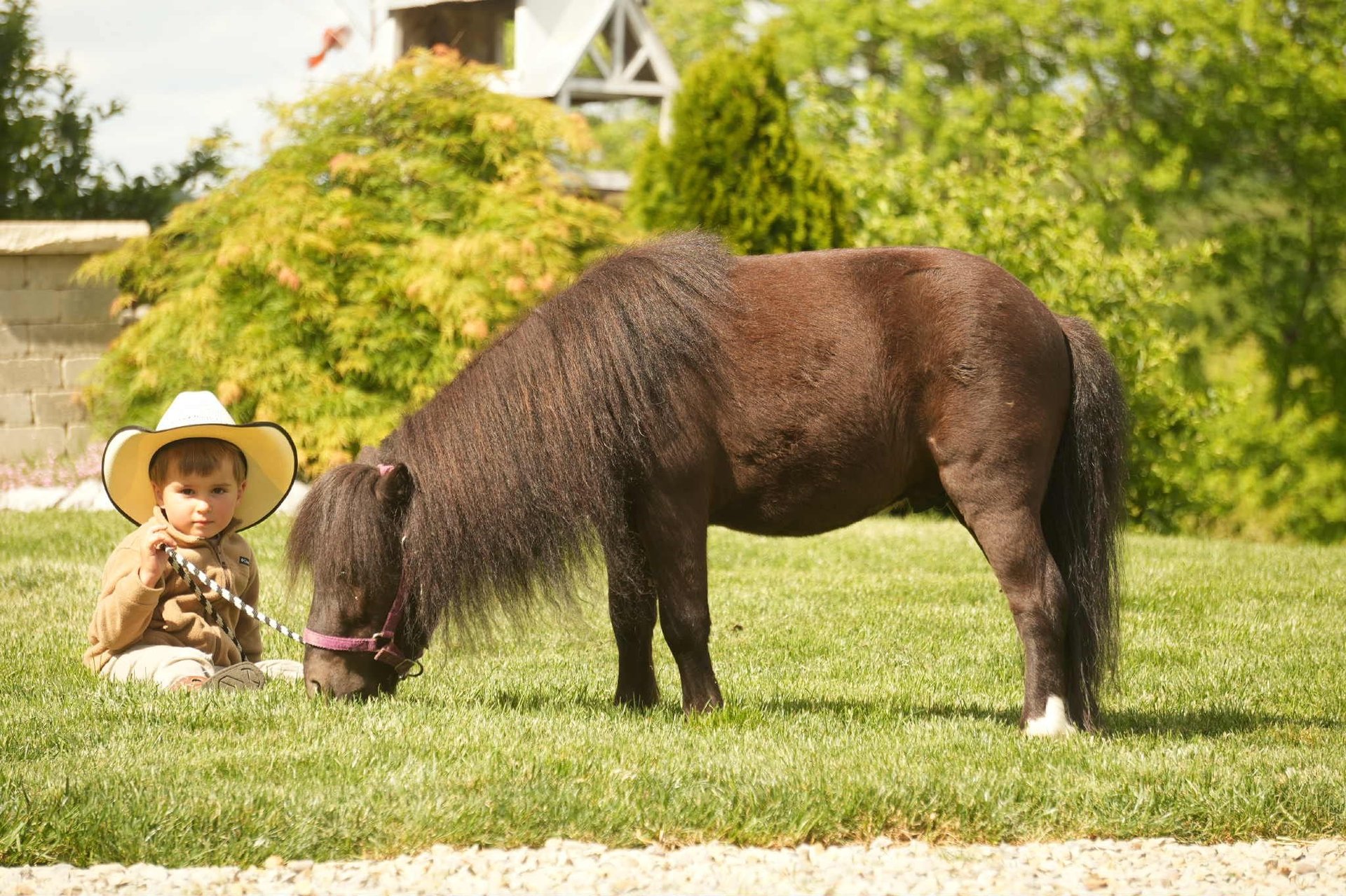 Altri pony/cavalli di piccola taglia Castrone 5 Anni 81 cm Morello in ...