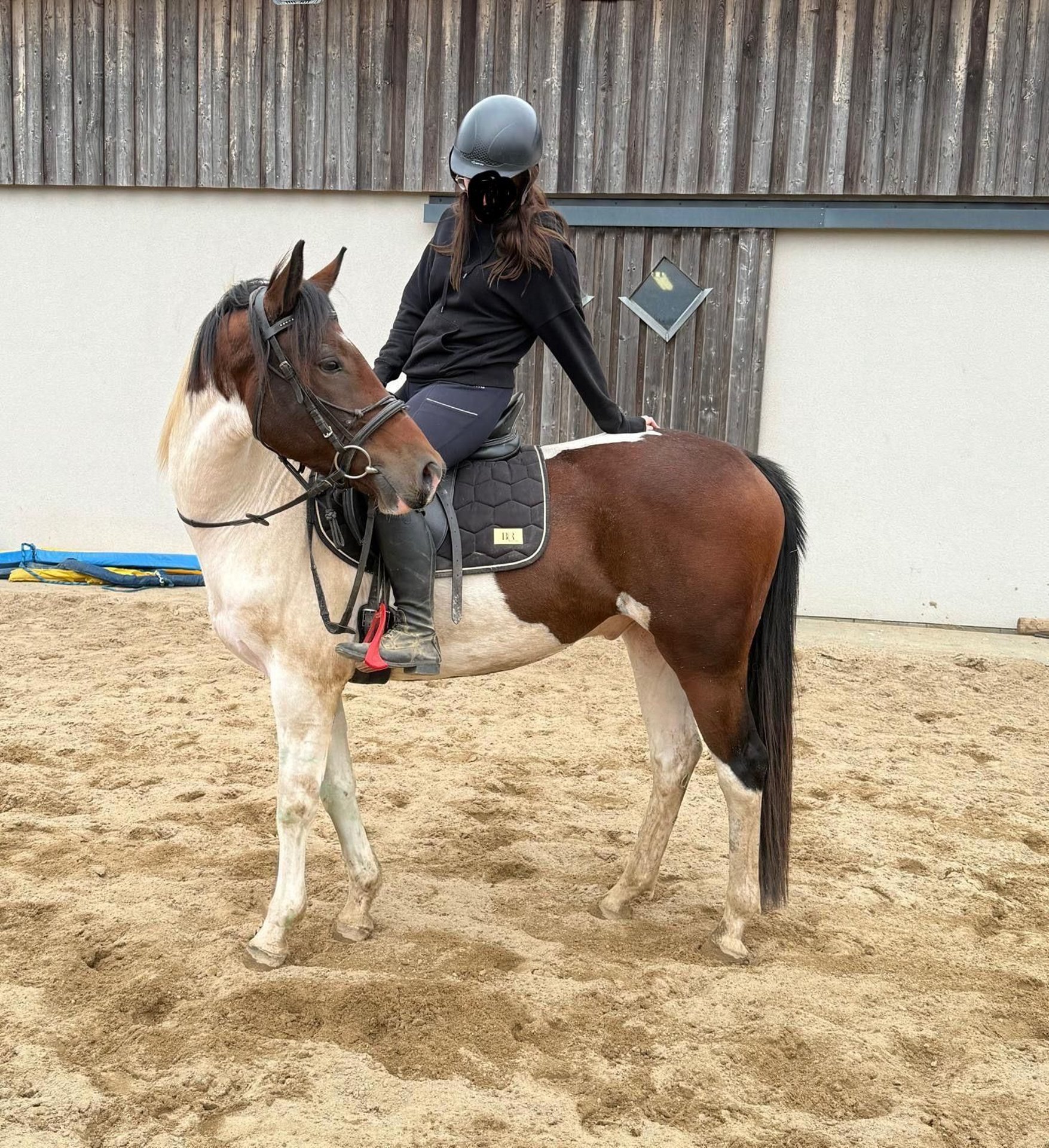 Pintos Wallach 4 Jahre 154 cm Schecke in Daleiden