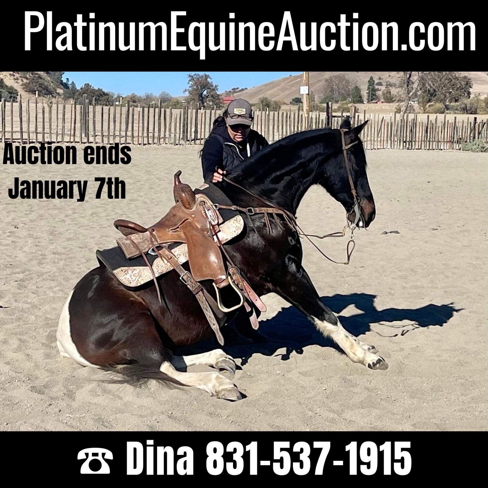 American Quarter Horse Gelding 13 years Tobiano-all-colors in Paicines CA