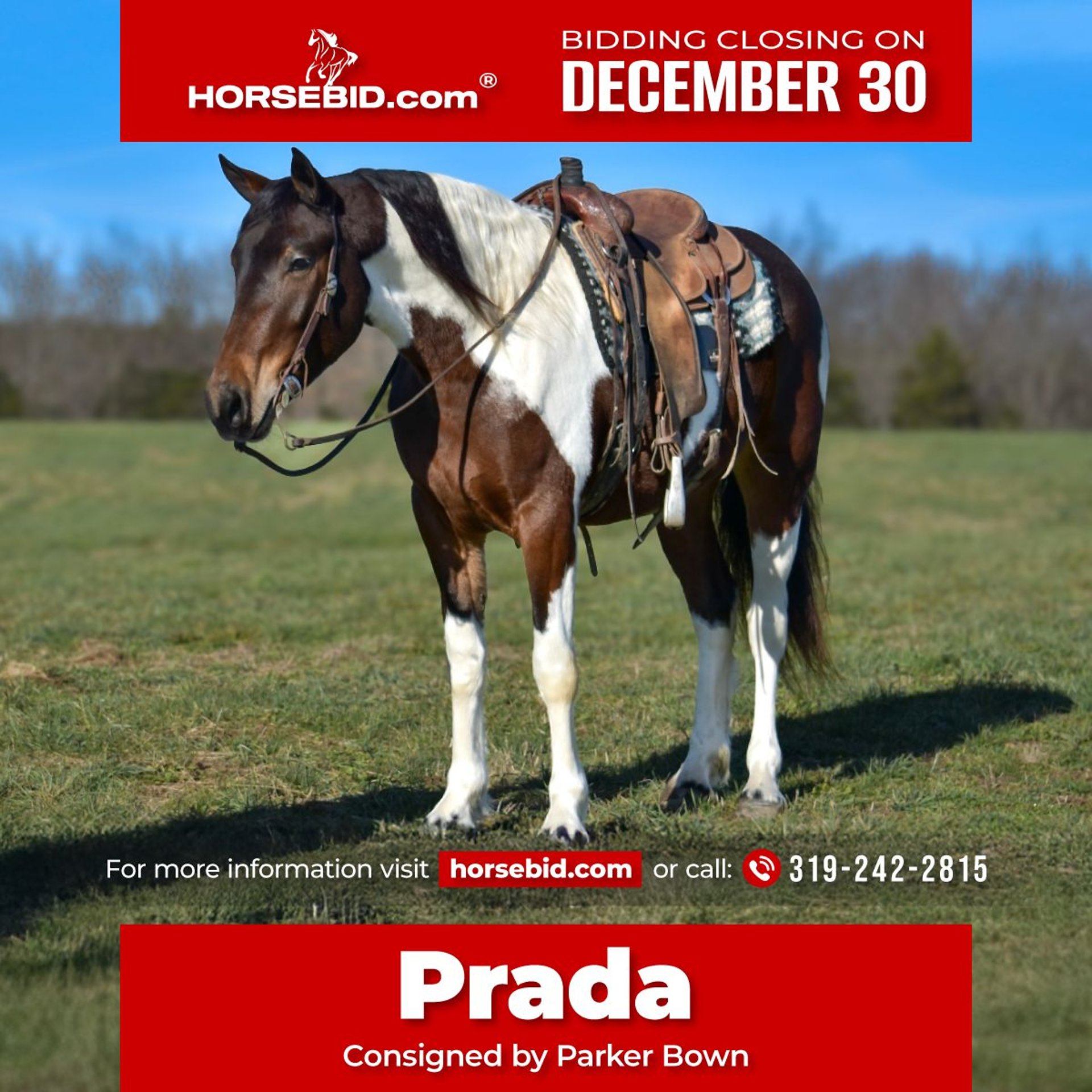 Friesian horses Mix Mare 5 years 15,3 hh in Somerset, KY