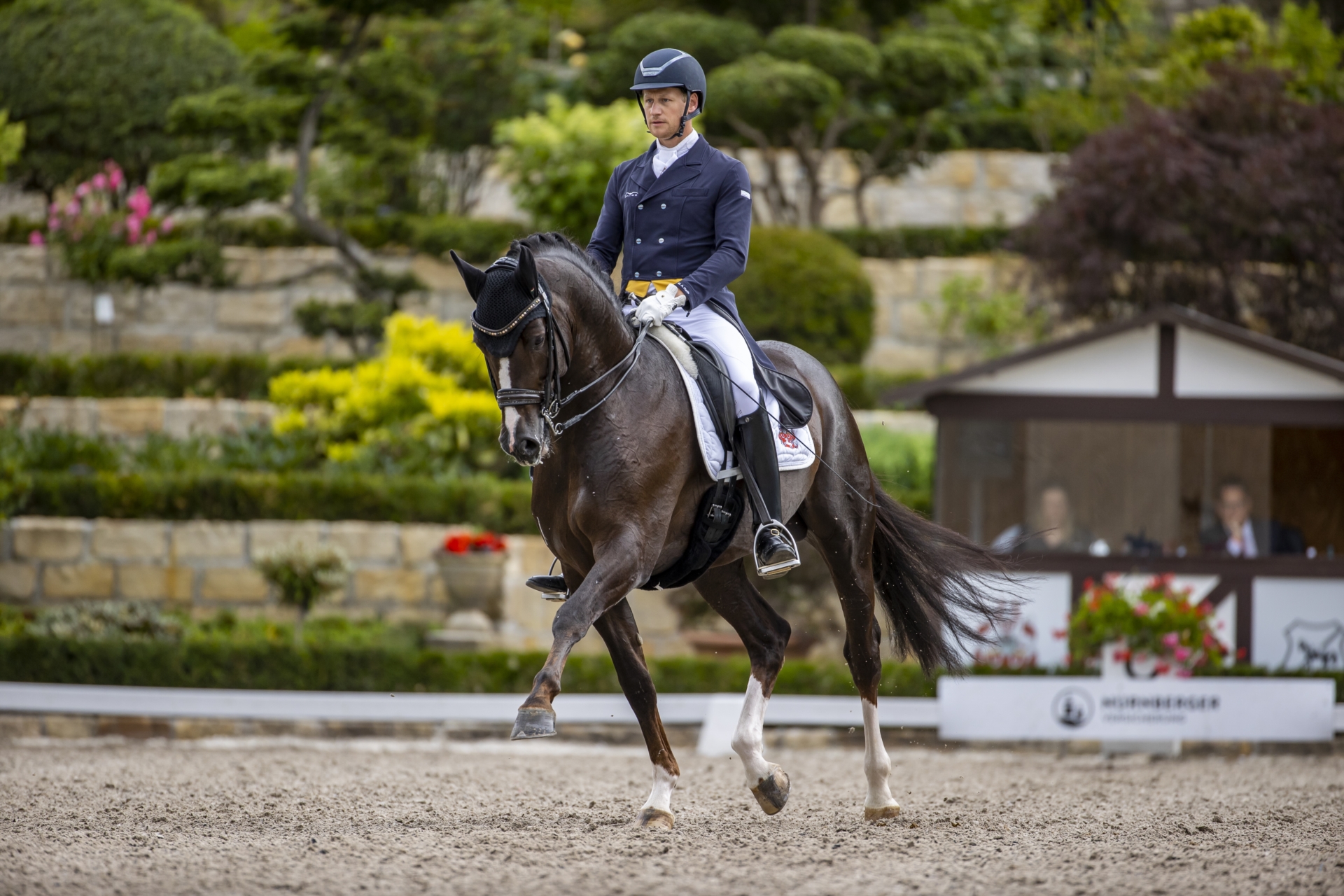 Oldenburg Stallion Chestnut in Kronberg im Taunus